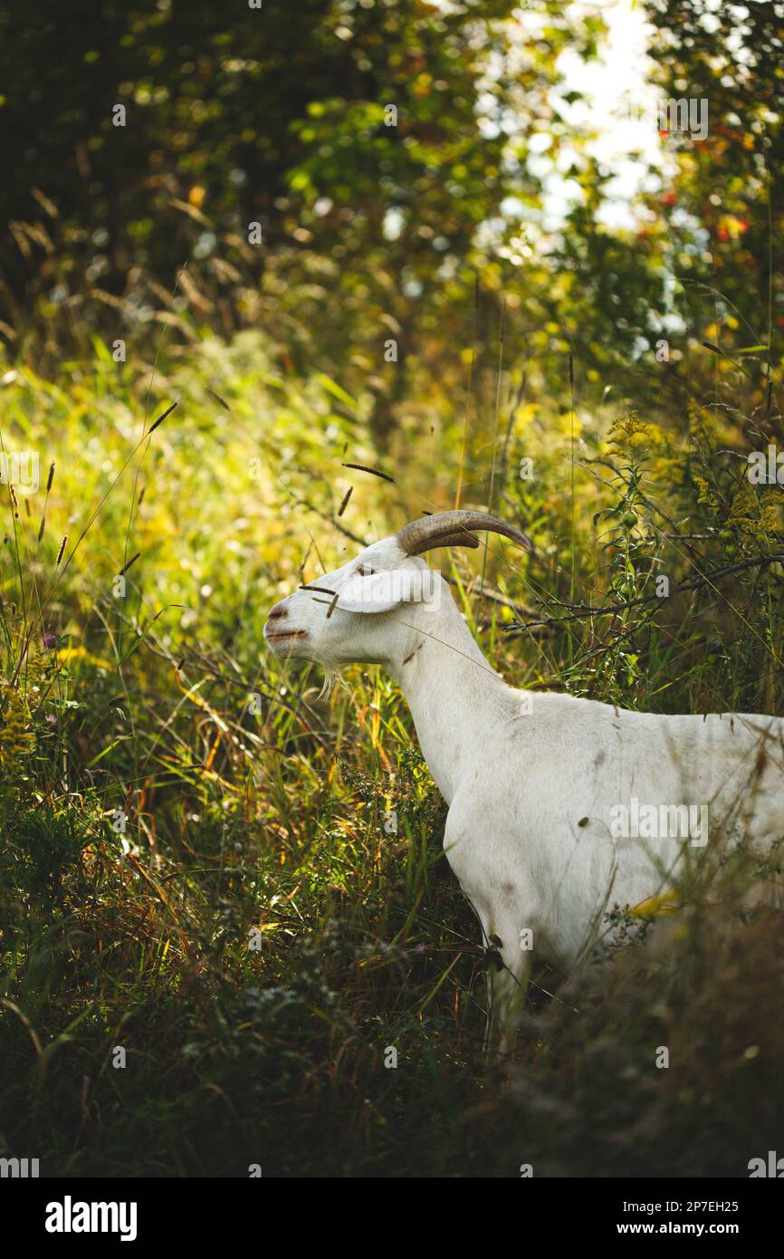 White goat standing in tall grass in a wooded area Stock Photo - Alamy