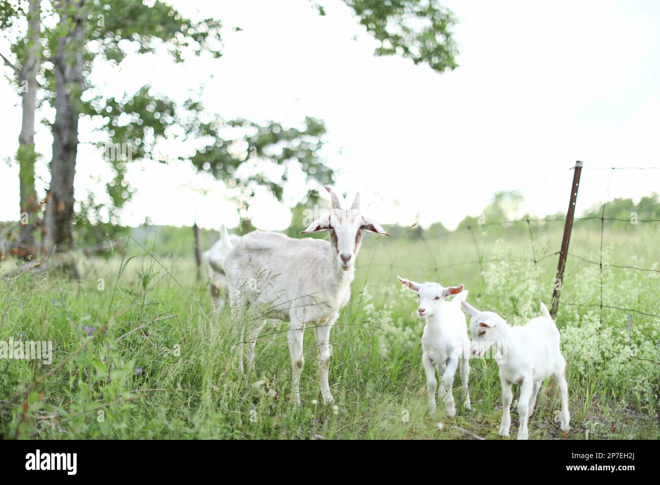 Goat standing near metal hi-res stock photography and images - Alamy