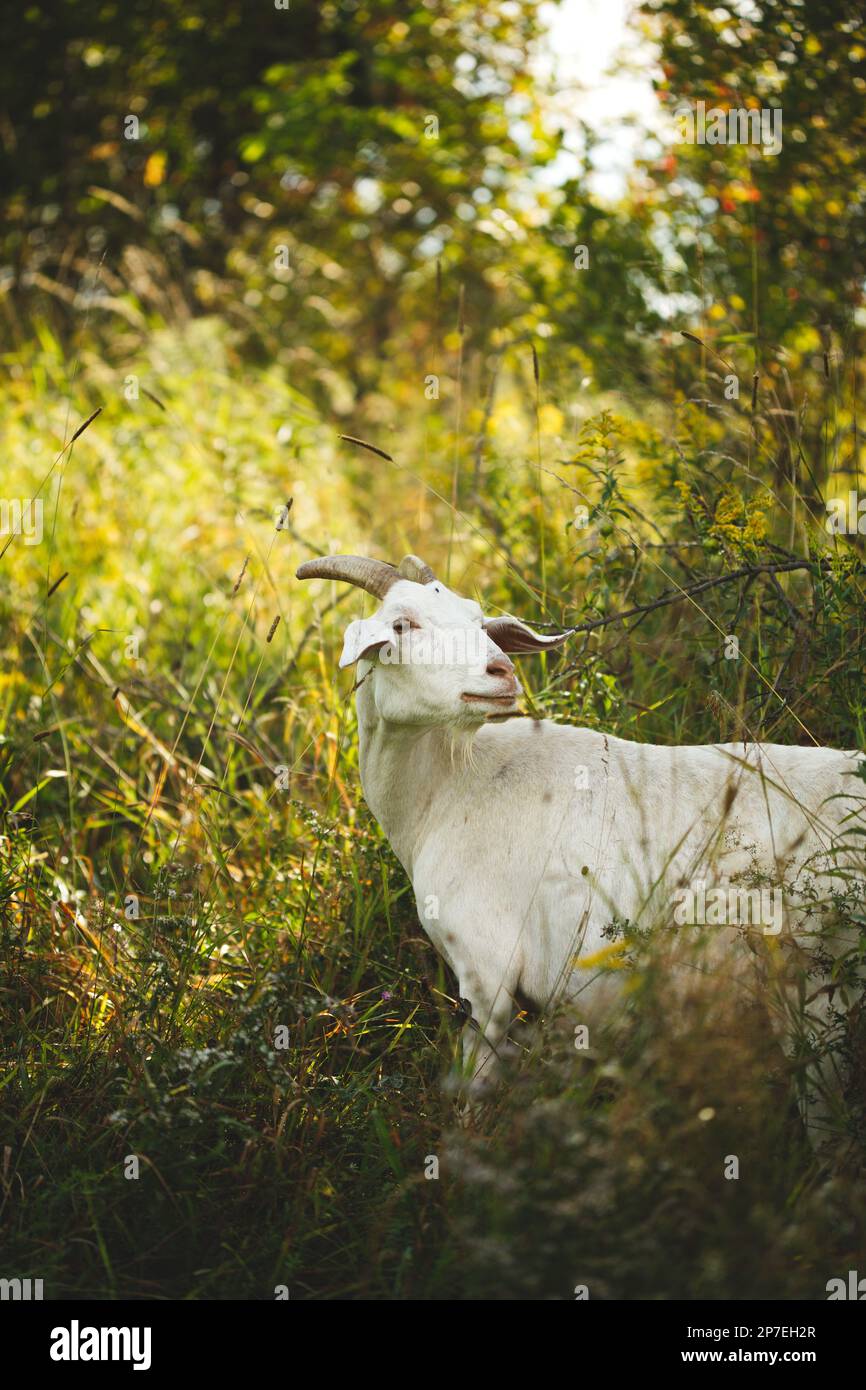 An adult goat is resting in a meadow filled with lush green grass, tall ...