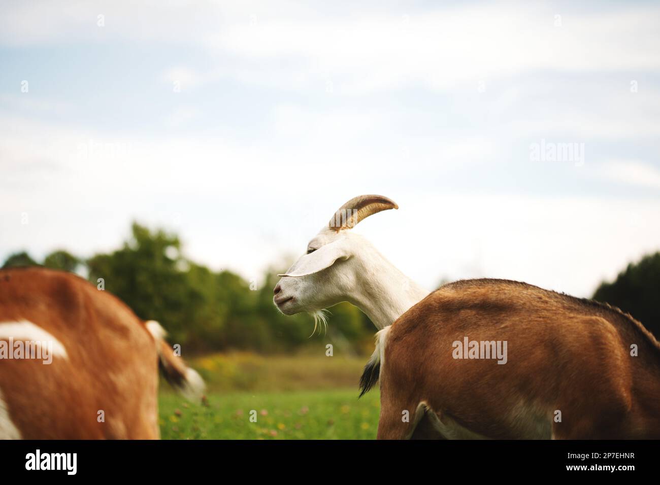 A herd of goats grazing in a hay-covered field, leisurely enjoying the ...