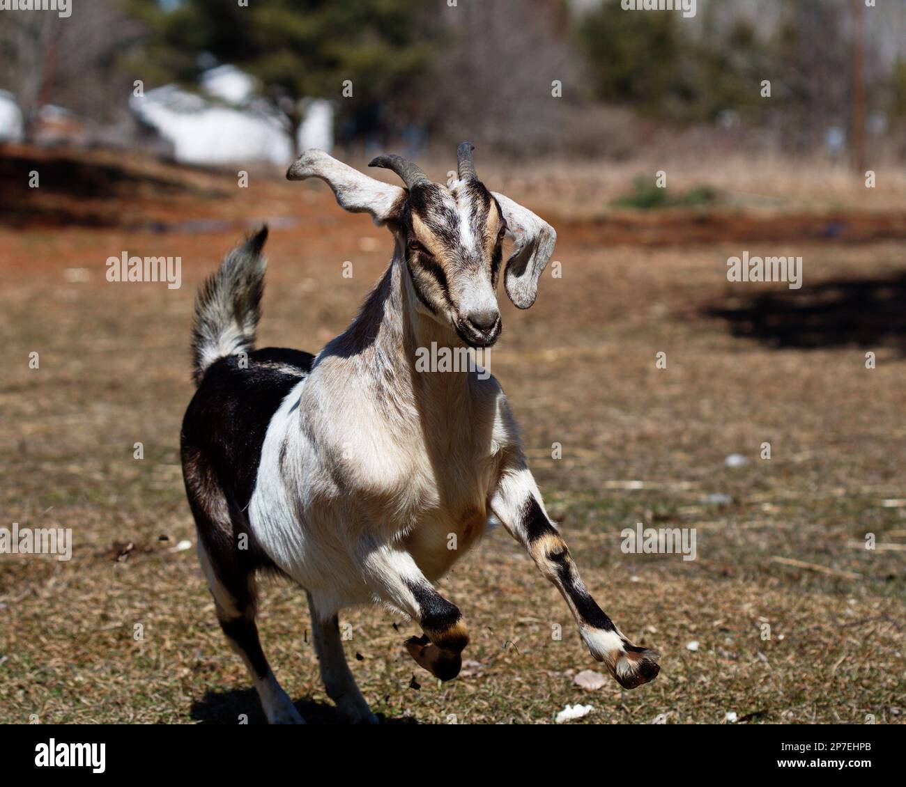 A black and white goat is captured running on a grassy terrain ...