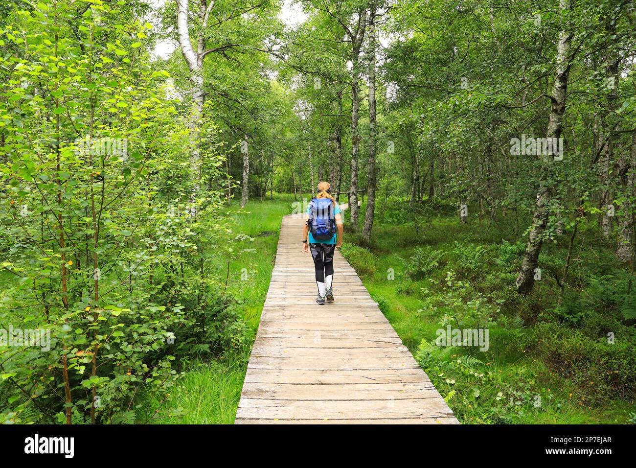 Wooden planks away, hiking in Red Moor, Rhön mountains - Germany Stock ...