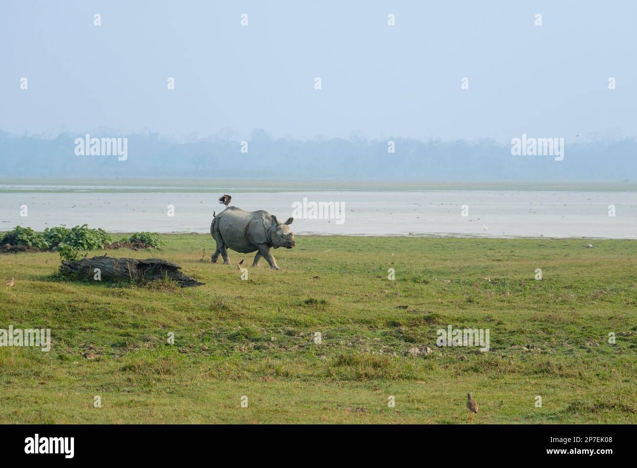 Indian Rhino Rhinoceros unicornis, crosses from left-to-right grassland ...