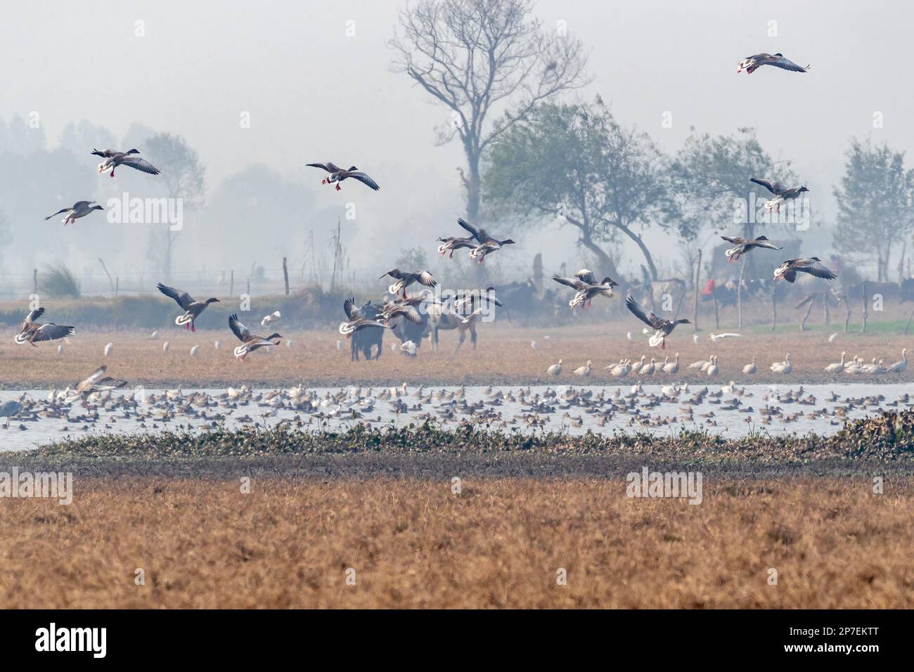 A flock of greylag goose landing in a wet land Stock Photo - Alamy
