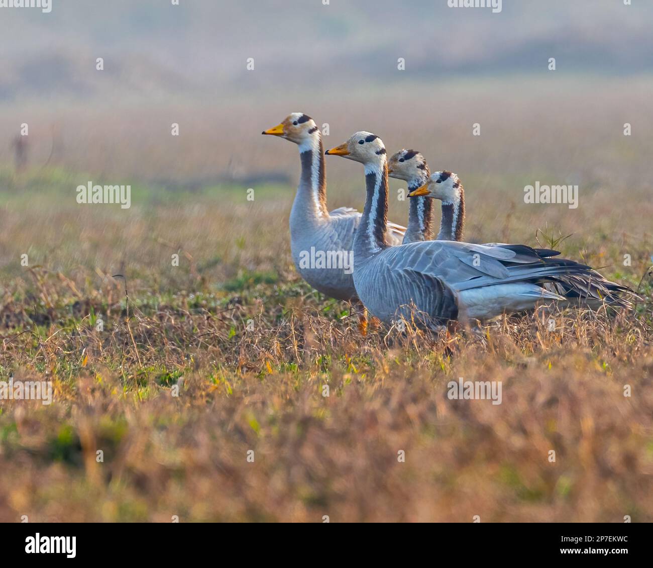 Four Bar Headed goose early in morning in field Stock Photo - Alamy
