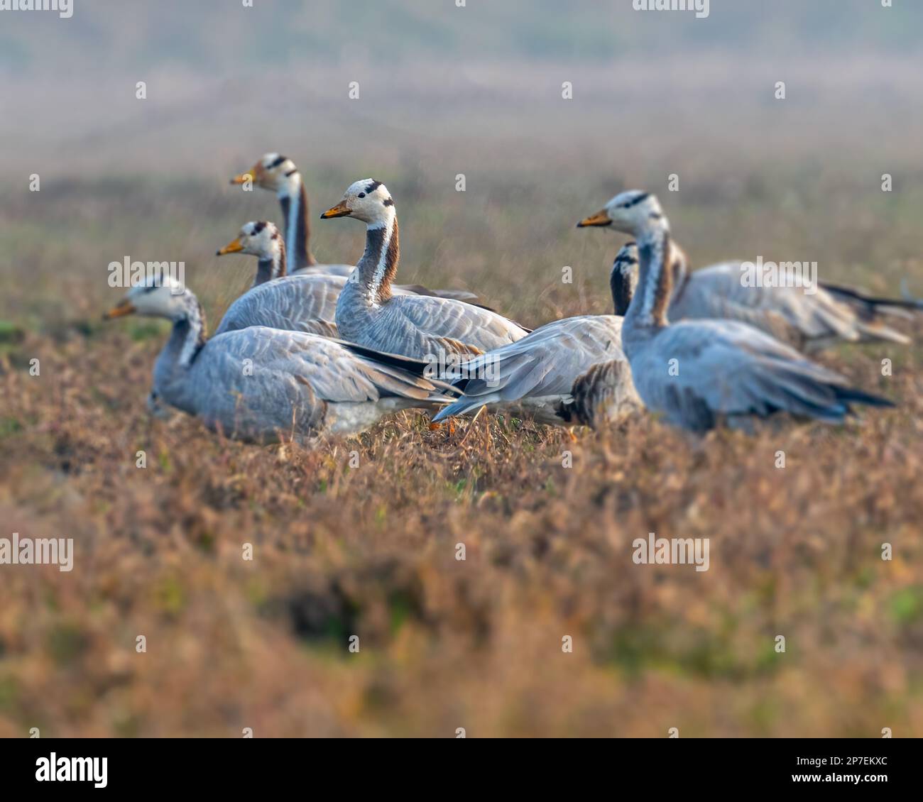 Bar Headed Goose in a field Stock Photo - Alamy