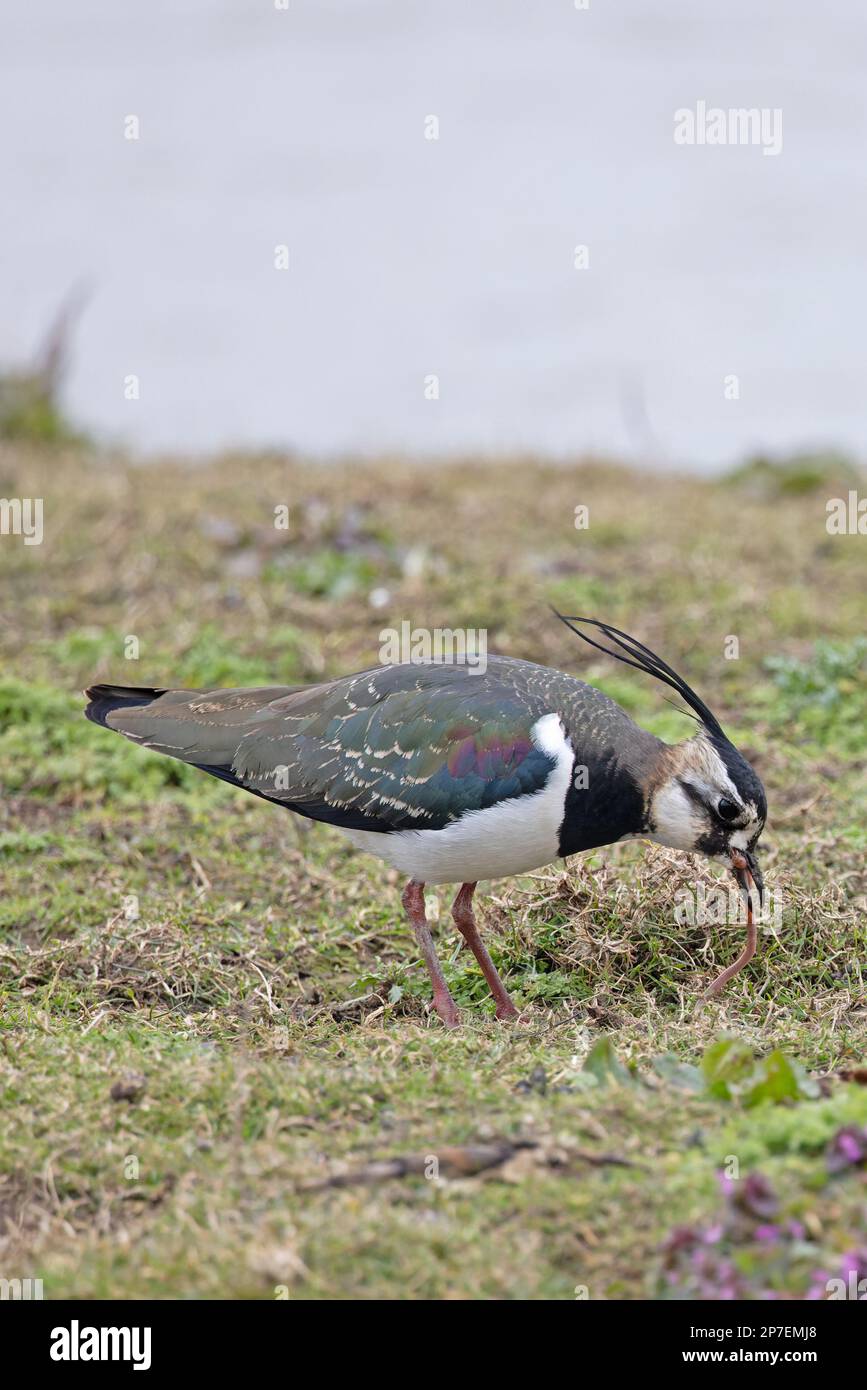 Lapwing uk worm hi-res stock photography and images - Alamy