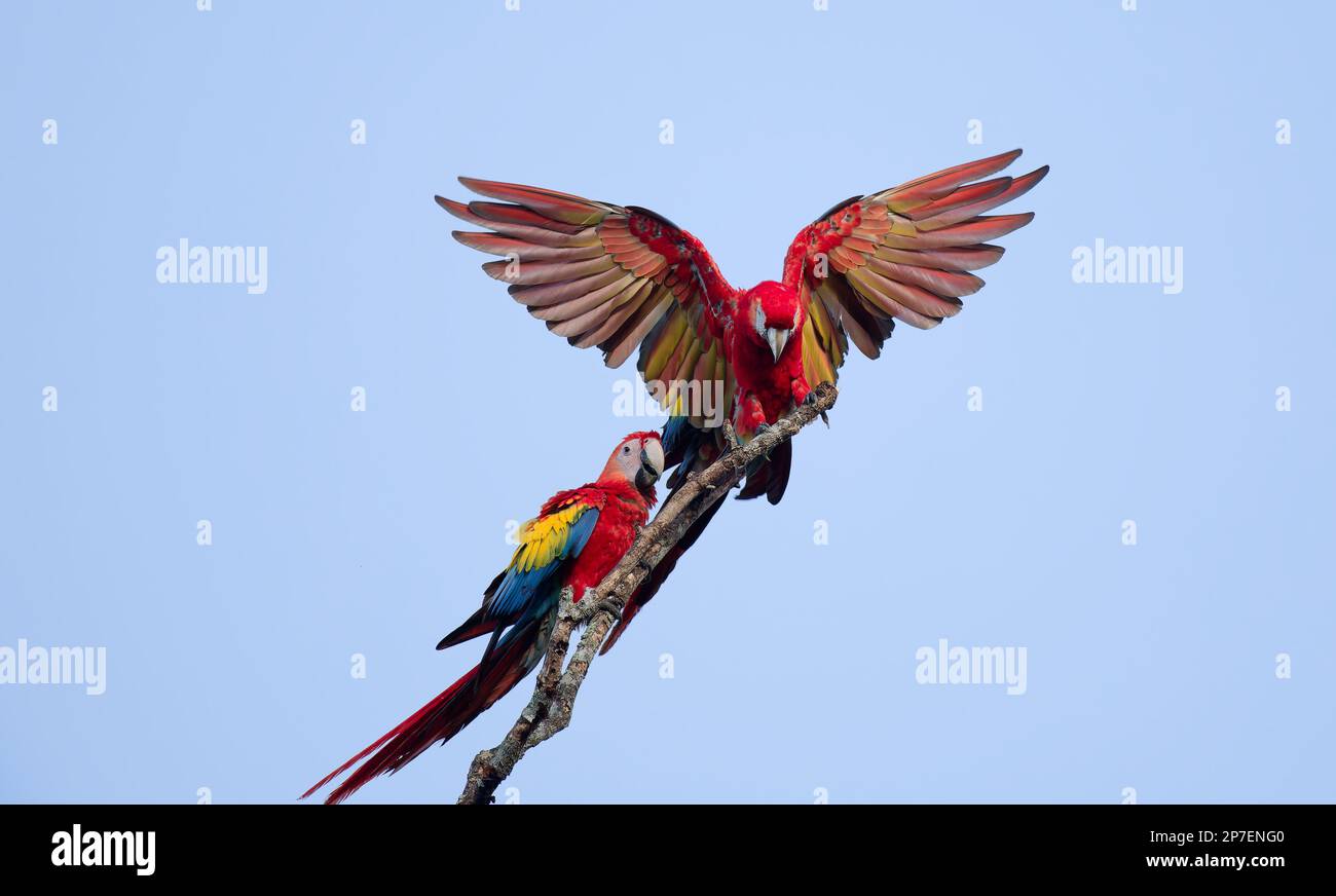 Scarlett macaws playing together hi-res stock photography and images ...