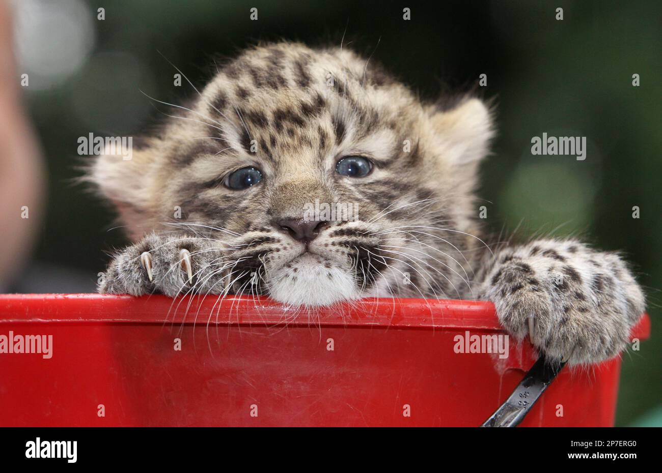 A female Amur leopard cub (Panthera pardus orientalis), also known as ...