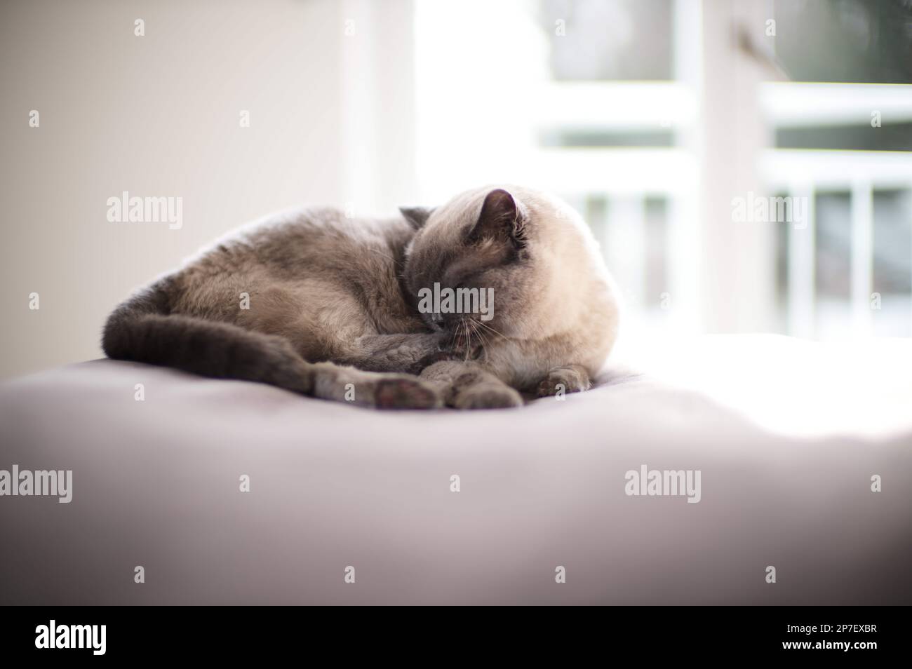 Schlafende Britisch Kurzhaar Katze in häuslicher Umgebung Stock Photo ...