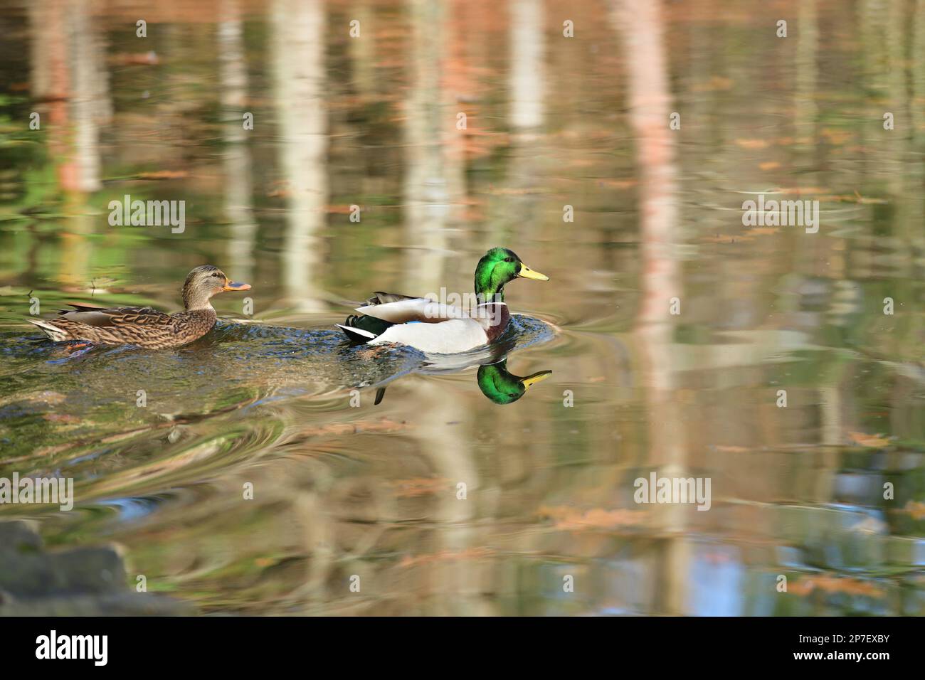 A male and female mallard duck swim on the water during mating Stock ...