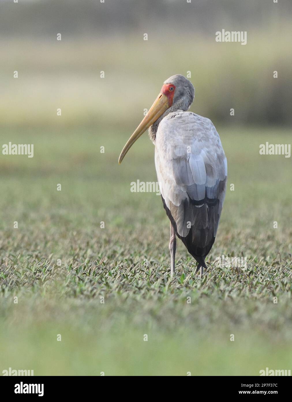 A juvenile yellow-billed stork (Mycteria ibis) rests in boggy ...