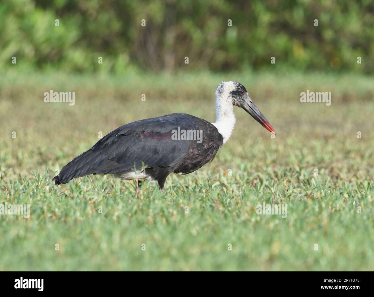 Woollyneck hi-res stock photography and images - Alamy