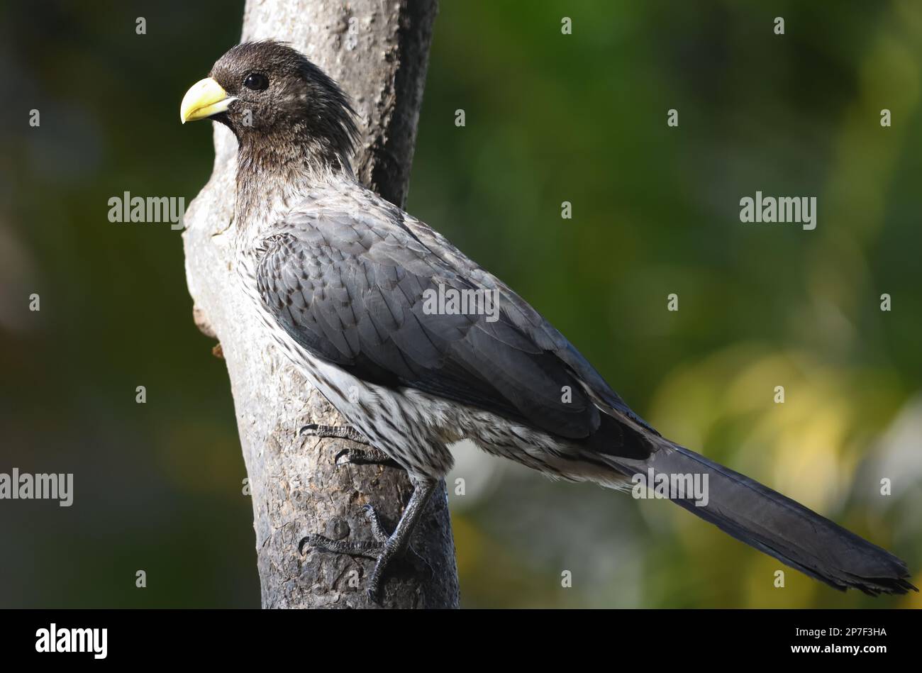 A western plantain-eater (Crinifer piscator) perches in a tree. Kotu ...