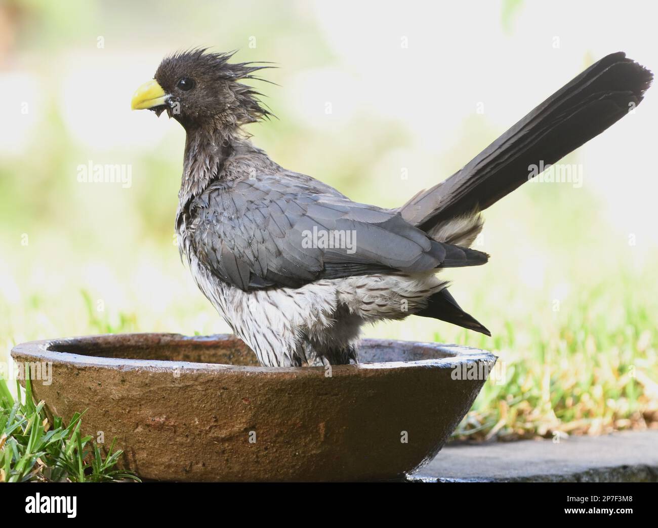 A western plantain-eater (Crinifer piscator) enjoys a bath in a bowl of ...