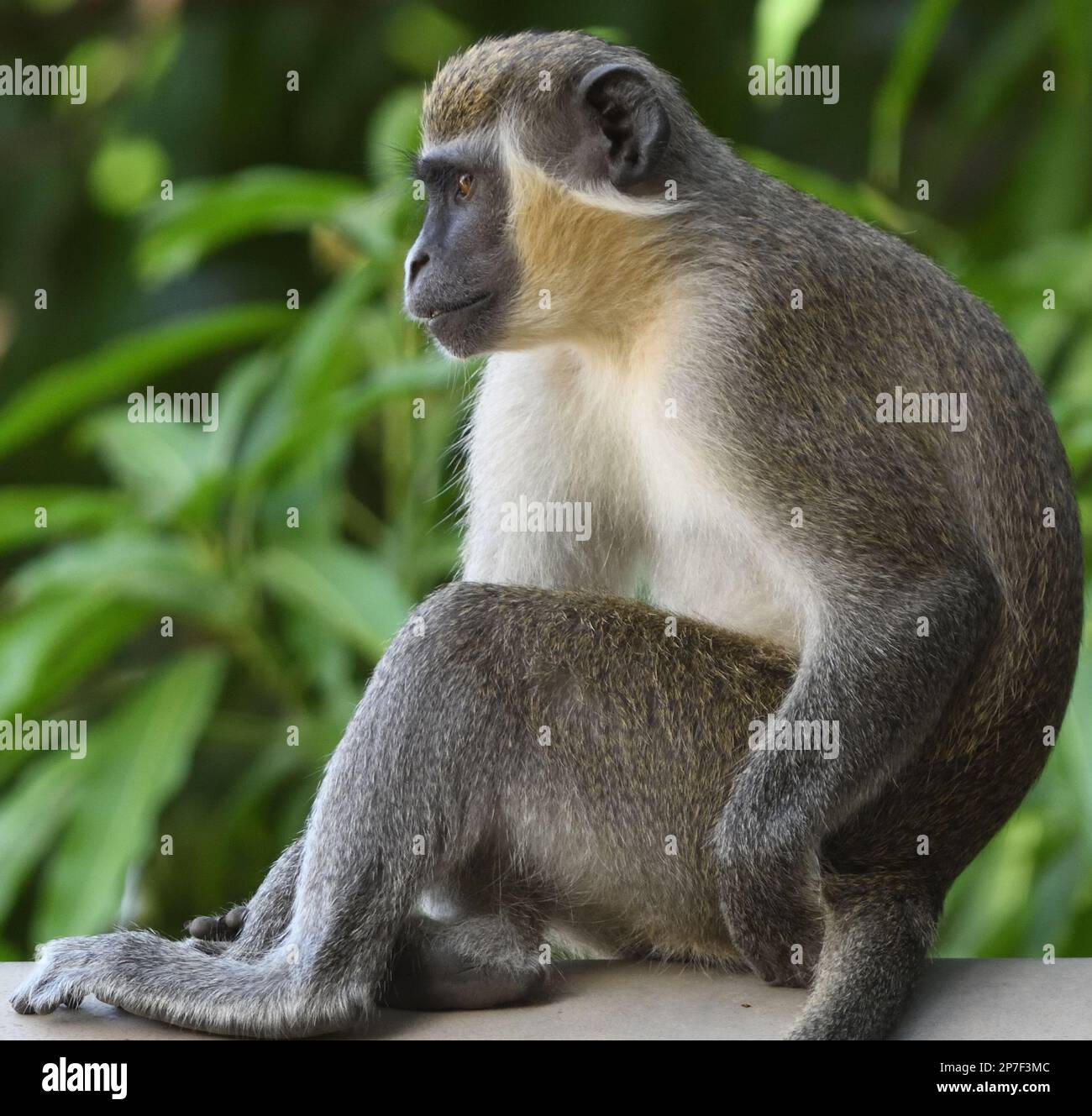 A green monkey or callithrix monkey (Chlorocebus sabaeus), also known ...