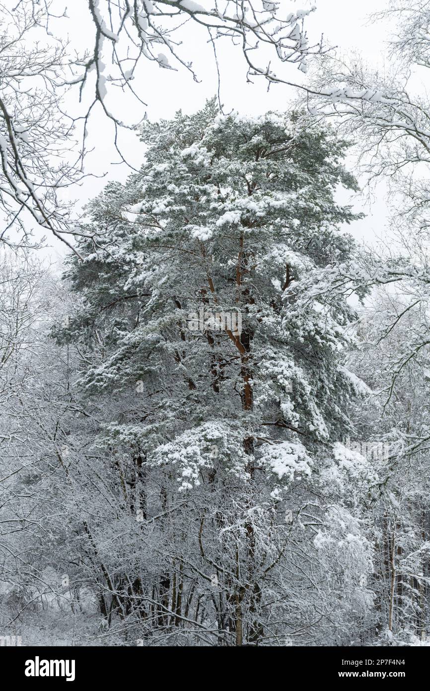 Snow scene in forest or woodland at Caesar's Camp, Hampshire, England ...