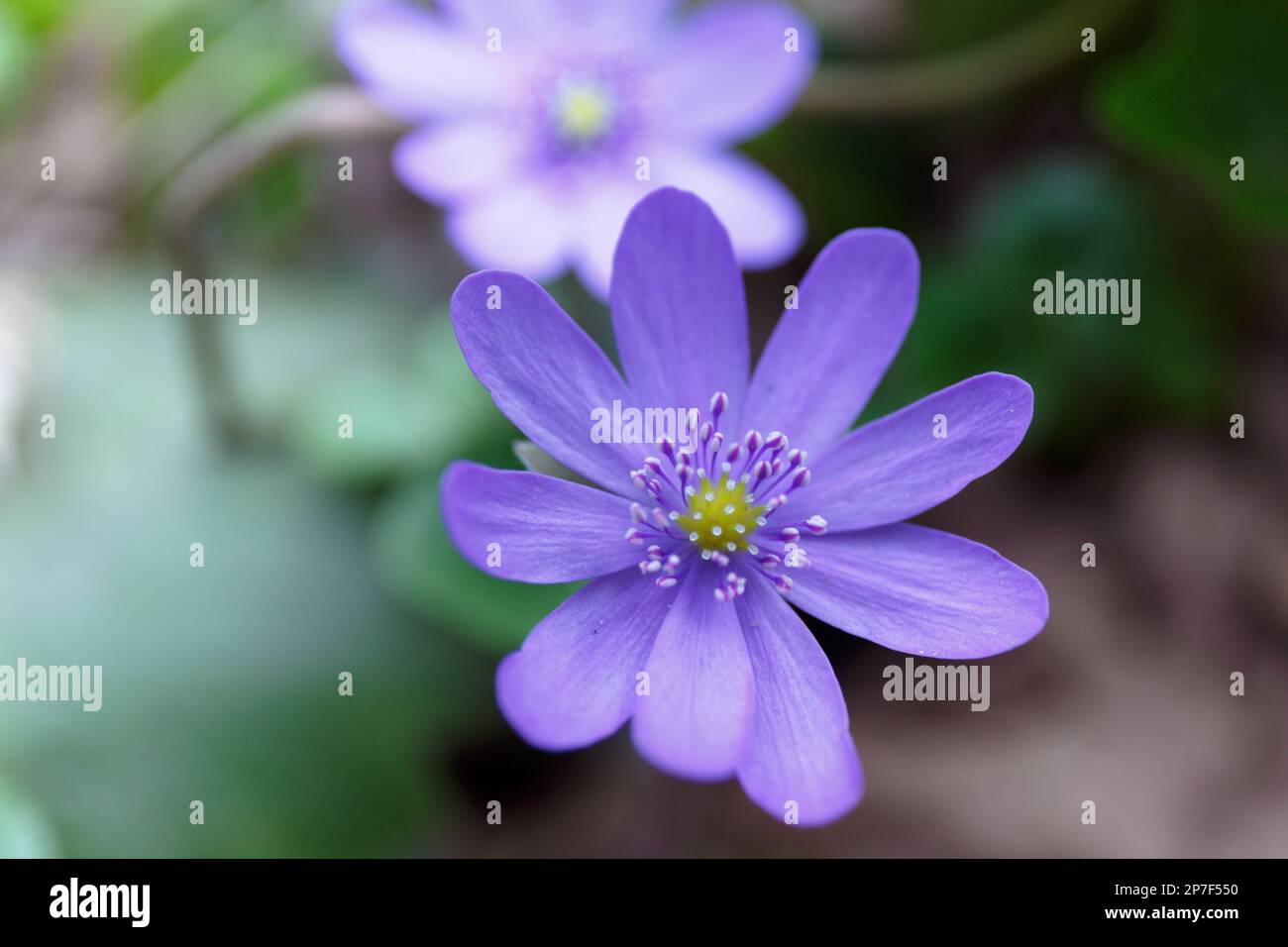 Hepatica nobilis common hepatica liverleaf common hepatica hi-res stock ...