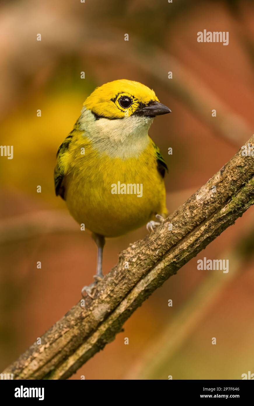 Silver-throated Tanager - Tangara icterocephala, small yellow tanager ...