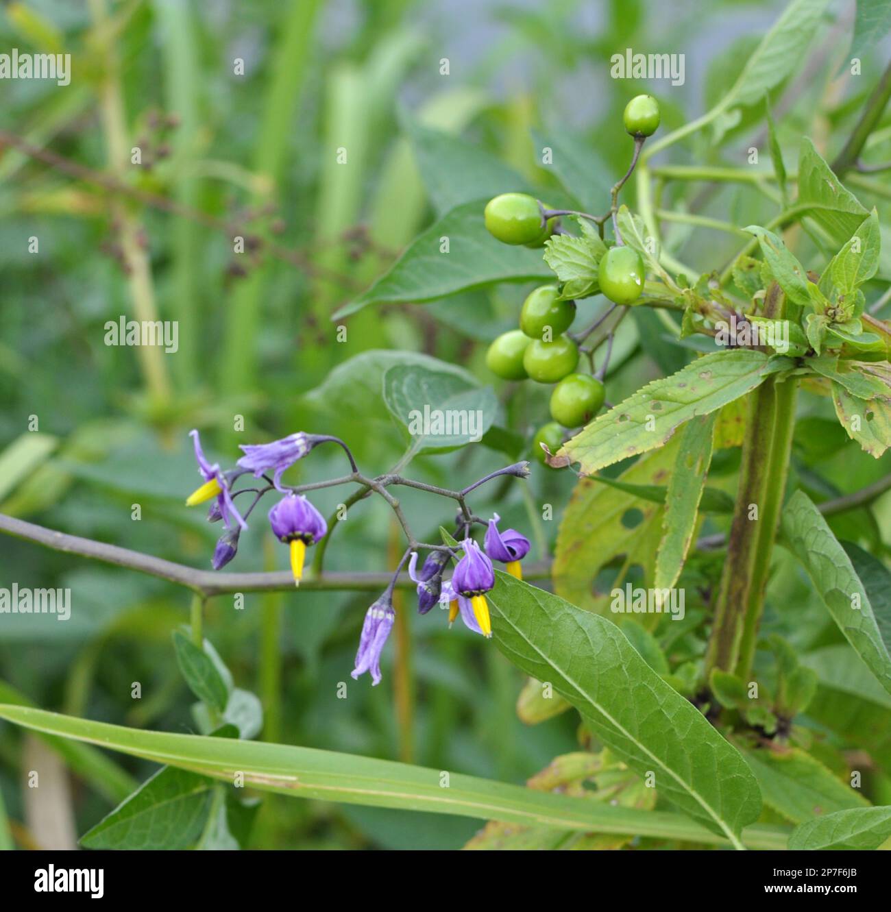 Solanum bitter (Solanum dulcamara) grows in the wild Stock Photo - Alamy