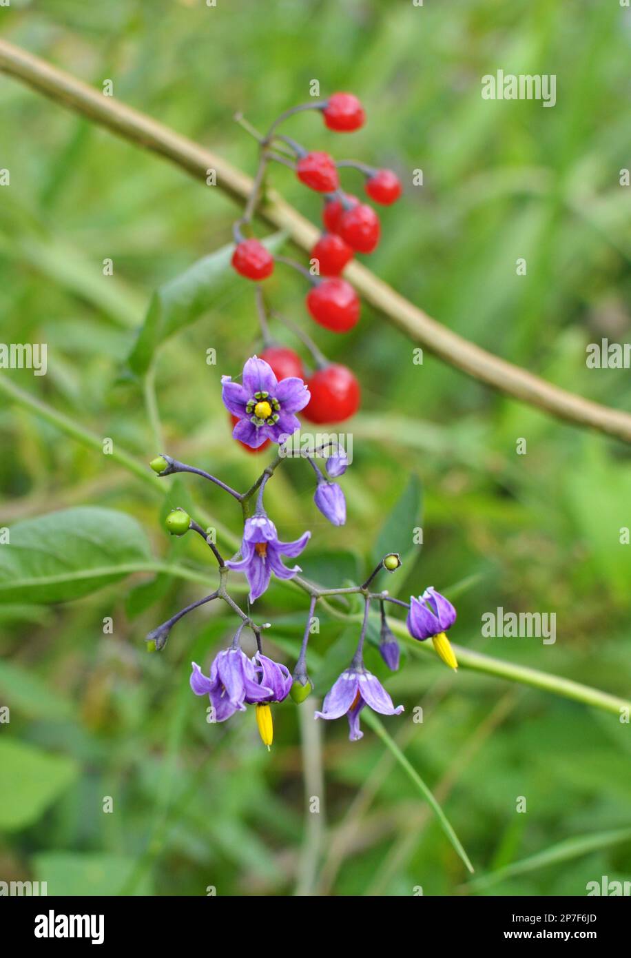 Solanum bitter (Solanum dulcamara) grows in the wild Stock Photo - Alamy