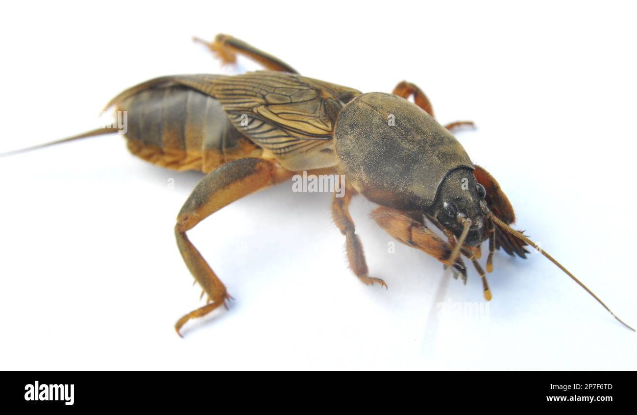 An insect pest gryllotalpa gryllotalpa, which damages a lot of plants ...