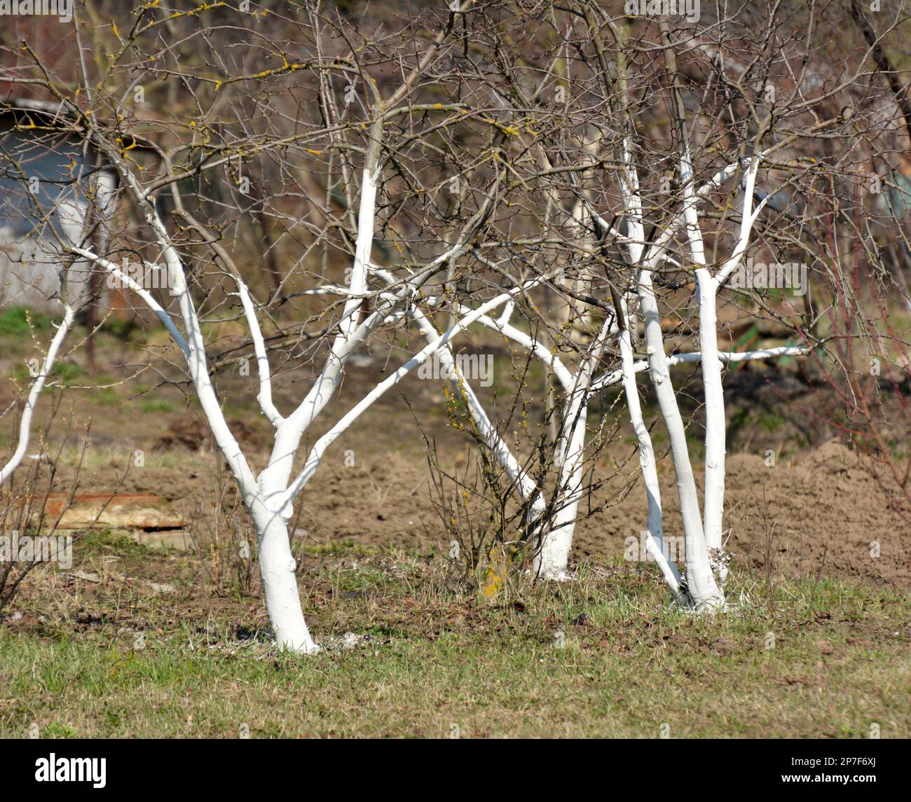 Whitewash of fruit trees in the orchard for protection against pests ...