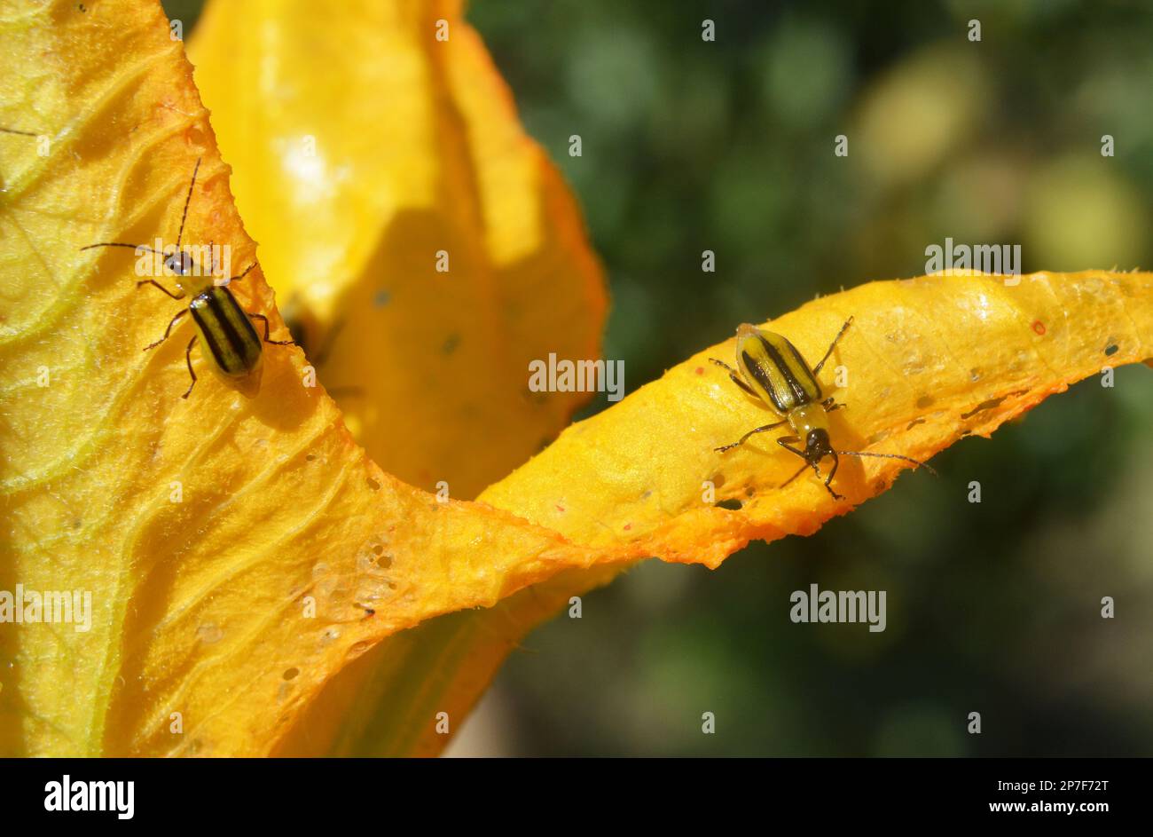 On the plant is a harmful insect - Western corn beetle (Diabrotica ...