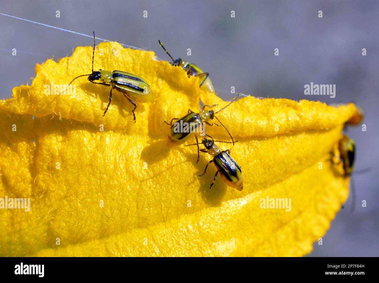 On the plant is a harmful insect - Western corn beetle (Diabrotica ...