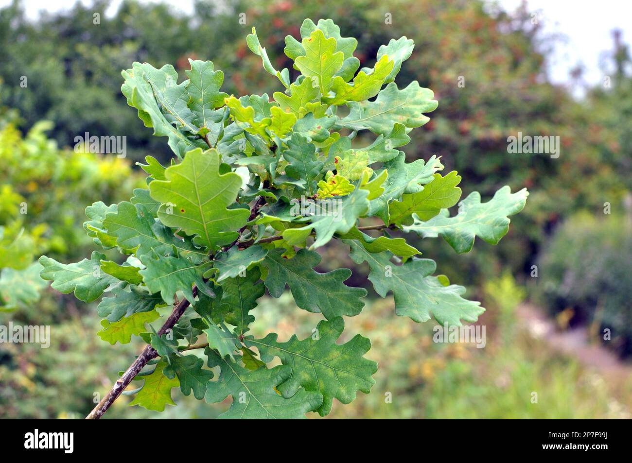 Young forest grows hi-res stock photography and images - Alamy