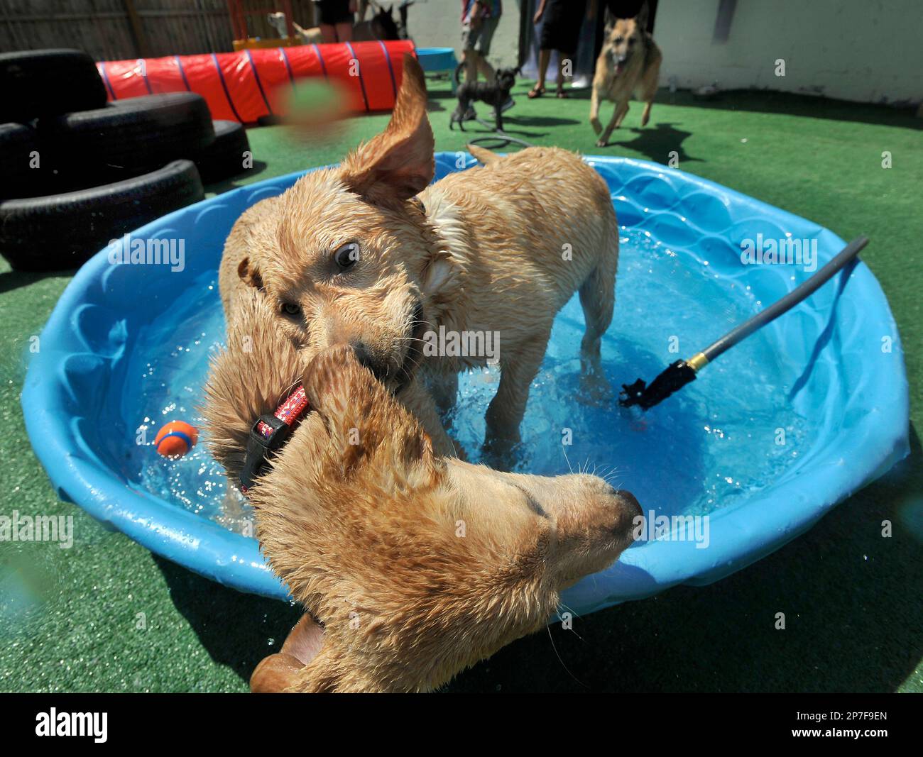 Marty and Moxee, two yellow Labradors, wrestle in a plastic swimming ...