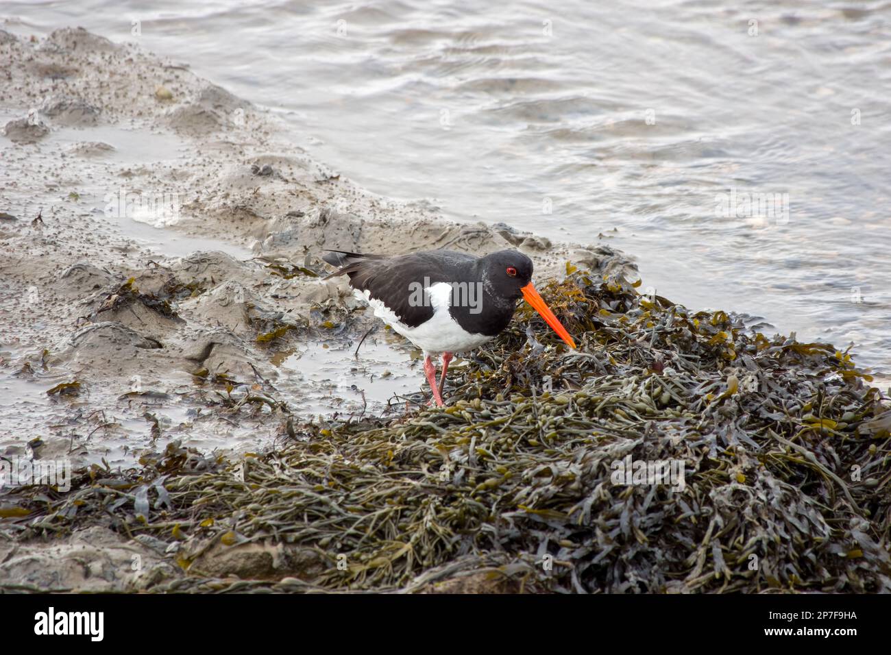 oystercatcher foraging for food in the seaweed on the seashore Stock ...