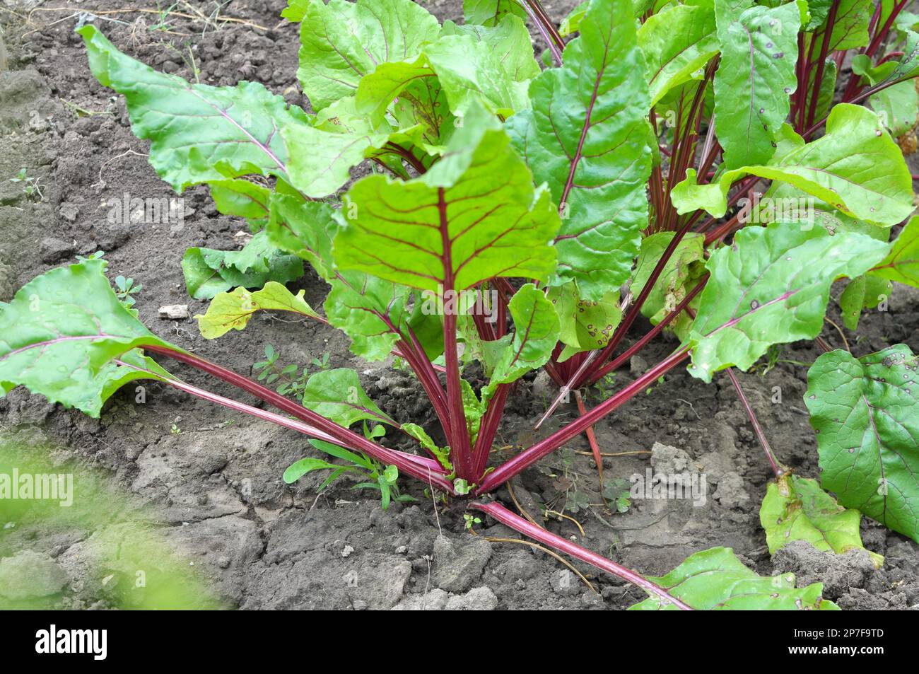 Red table beet grows in open organic soil Stock Photo - Alamy