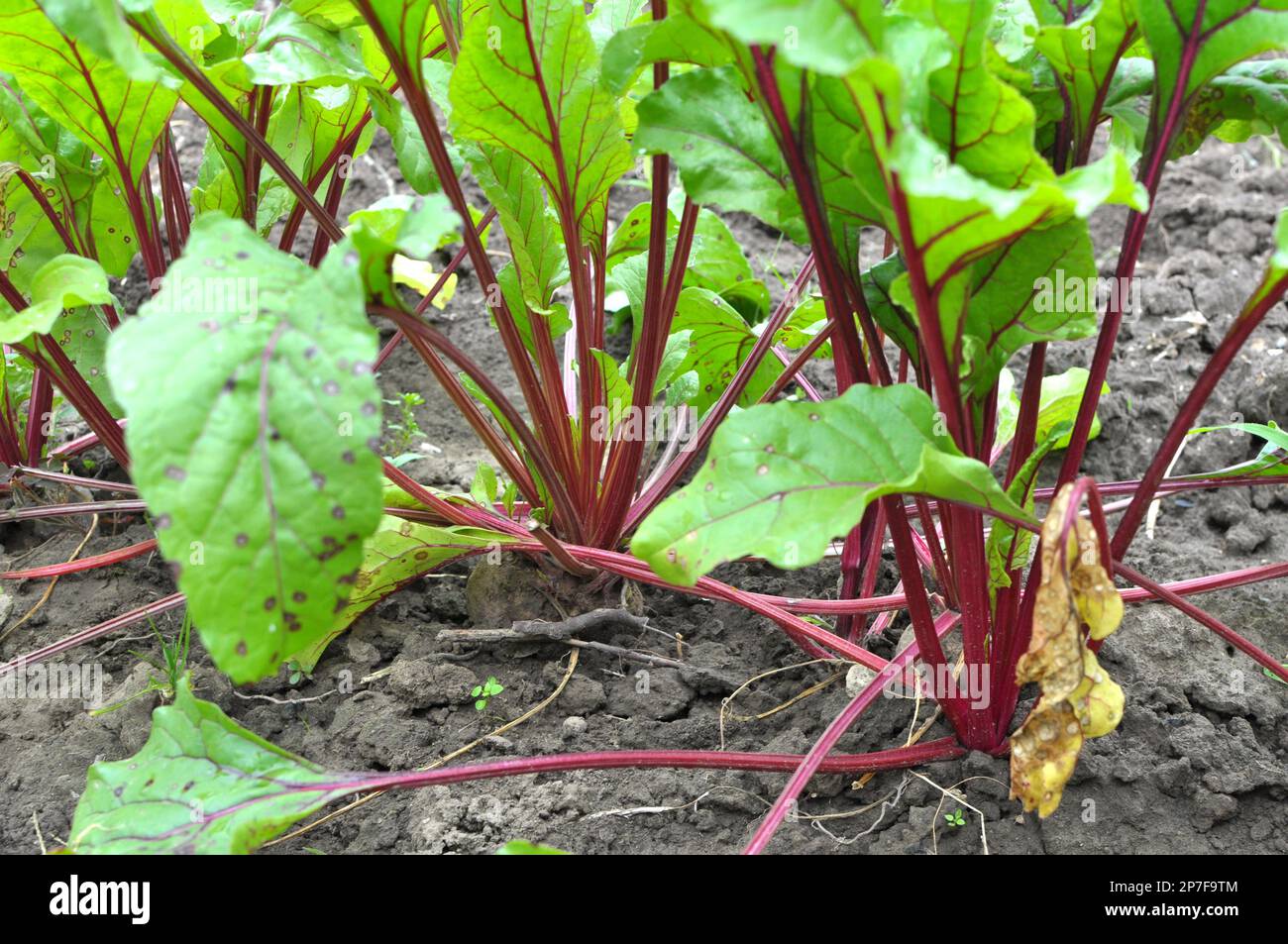 Red table beet grows in open organic soil Stock Photo - Alamy