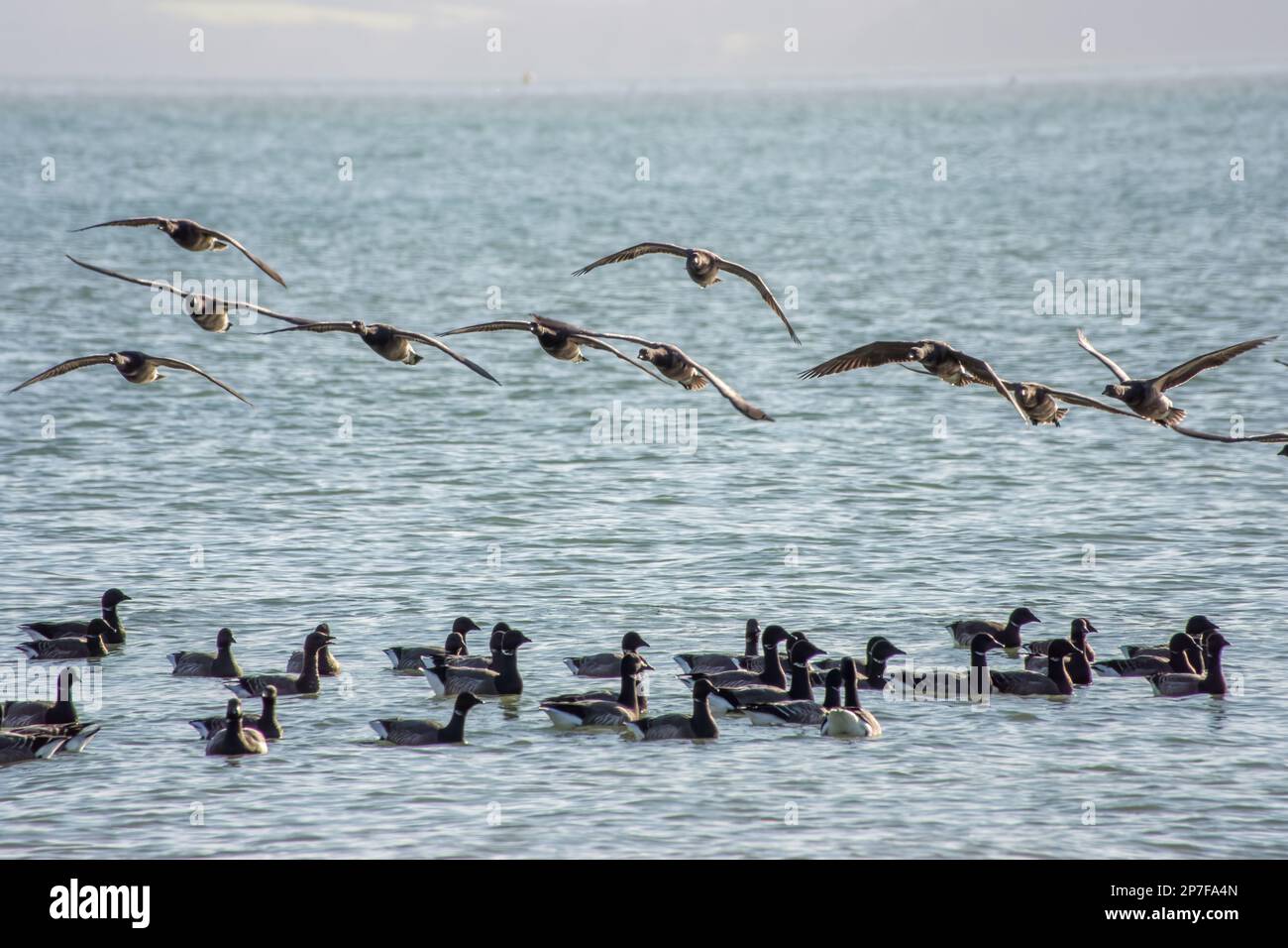 brent geese flying over brant geese in the sea Stock Photo - Alamy