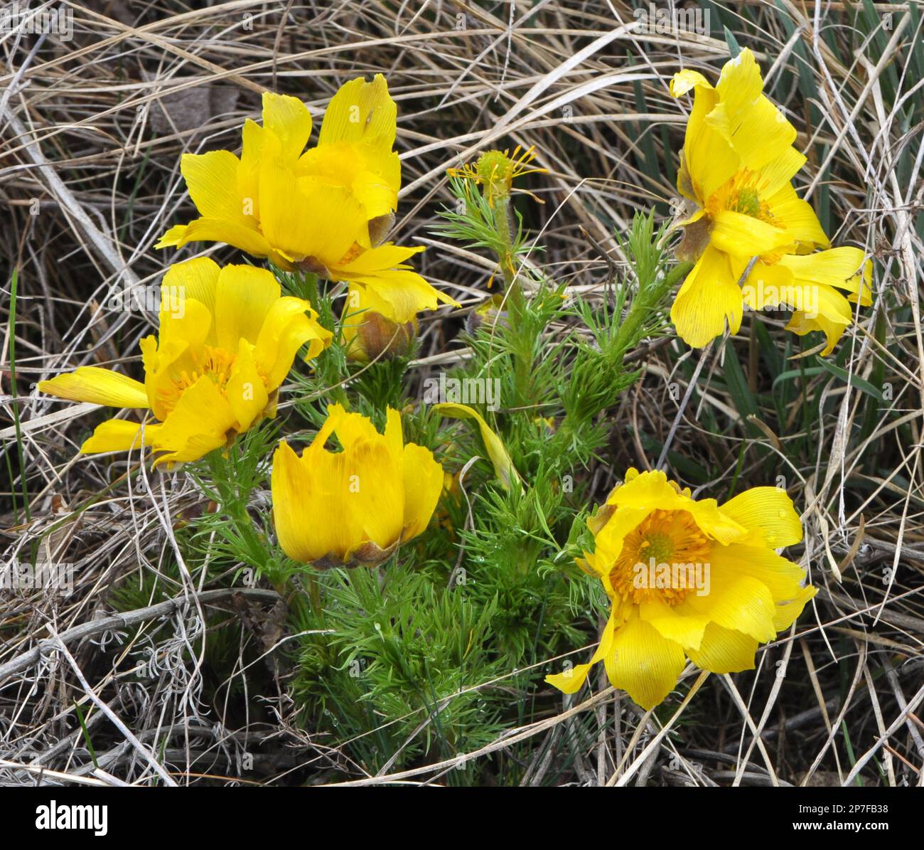 Medicinal plant adonis yellow hi-res stock photography and images - Alamy