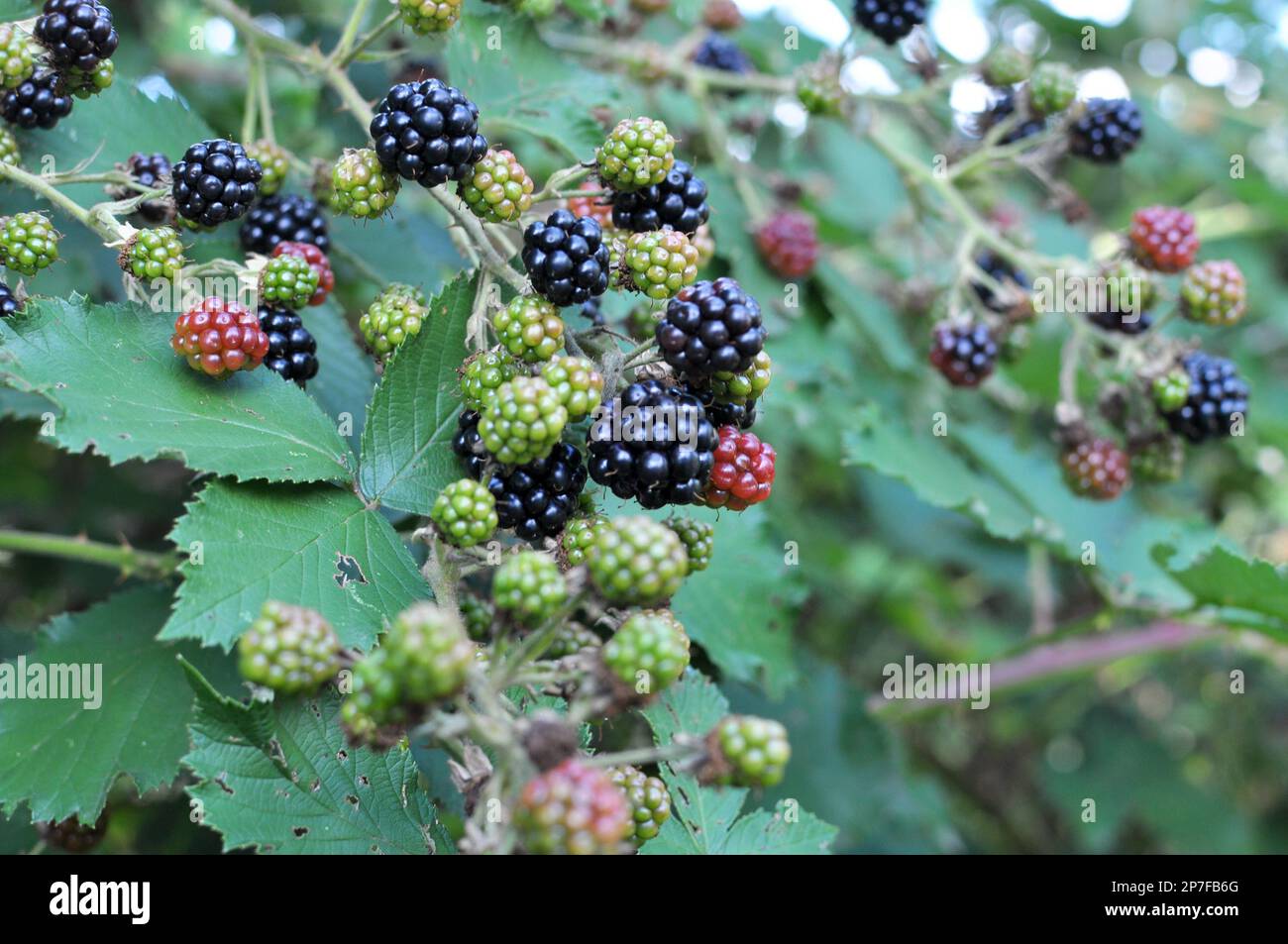 On the branch bush ripen the blackberries (Rubus fruticosus Stock Photo ...