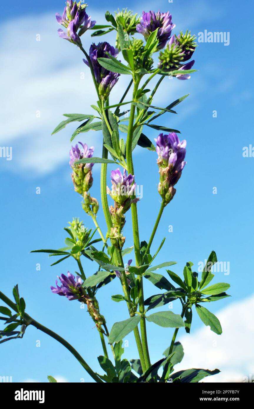 The field is blooming alfalfa, which is a valuable animal feed Stock ...