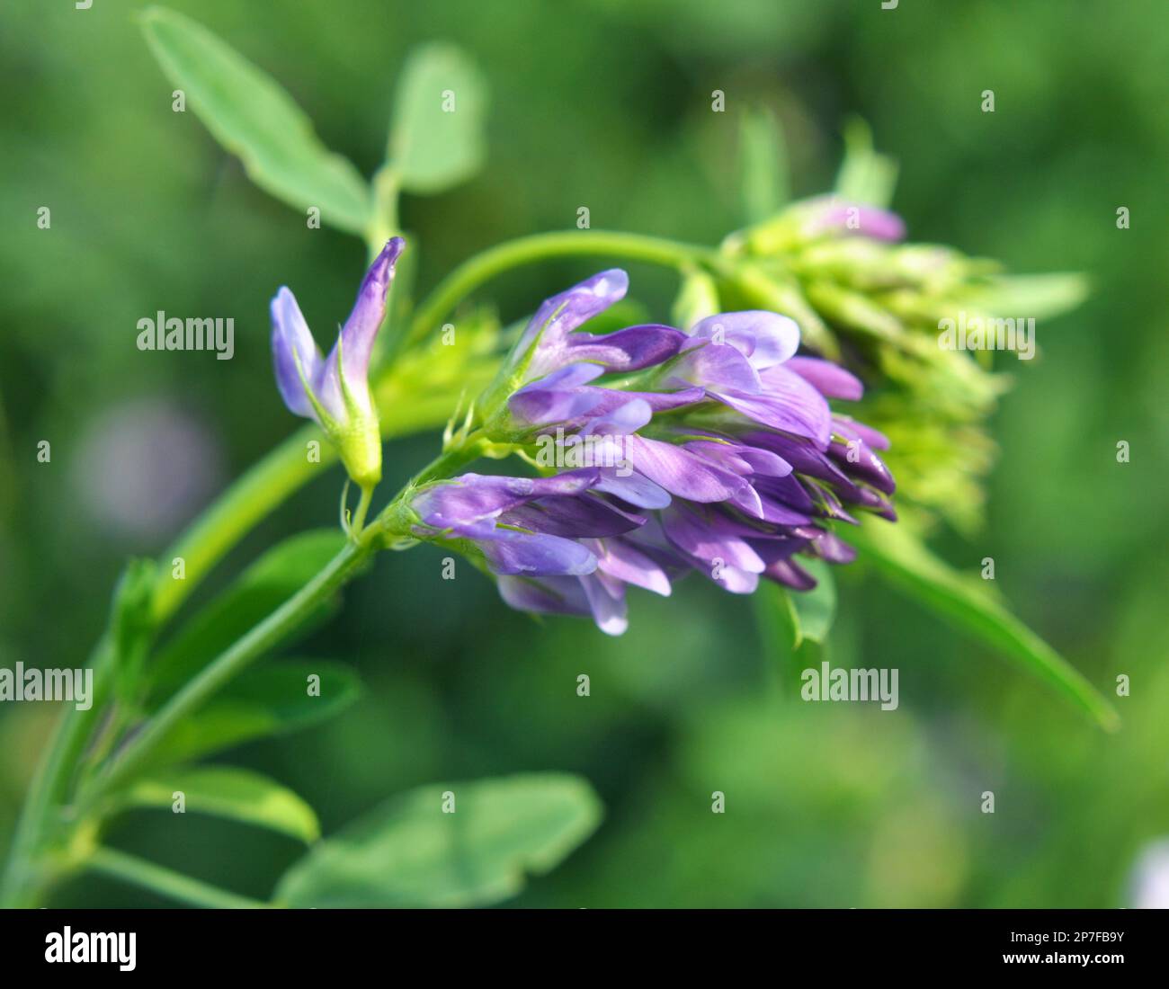 The field is blooming alfalfa, which is a valuable animal feed Stock ...