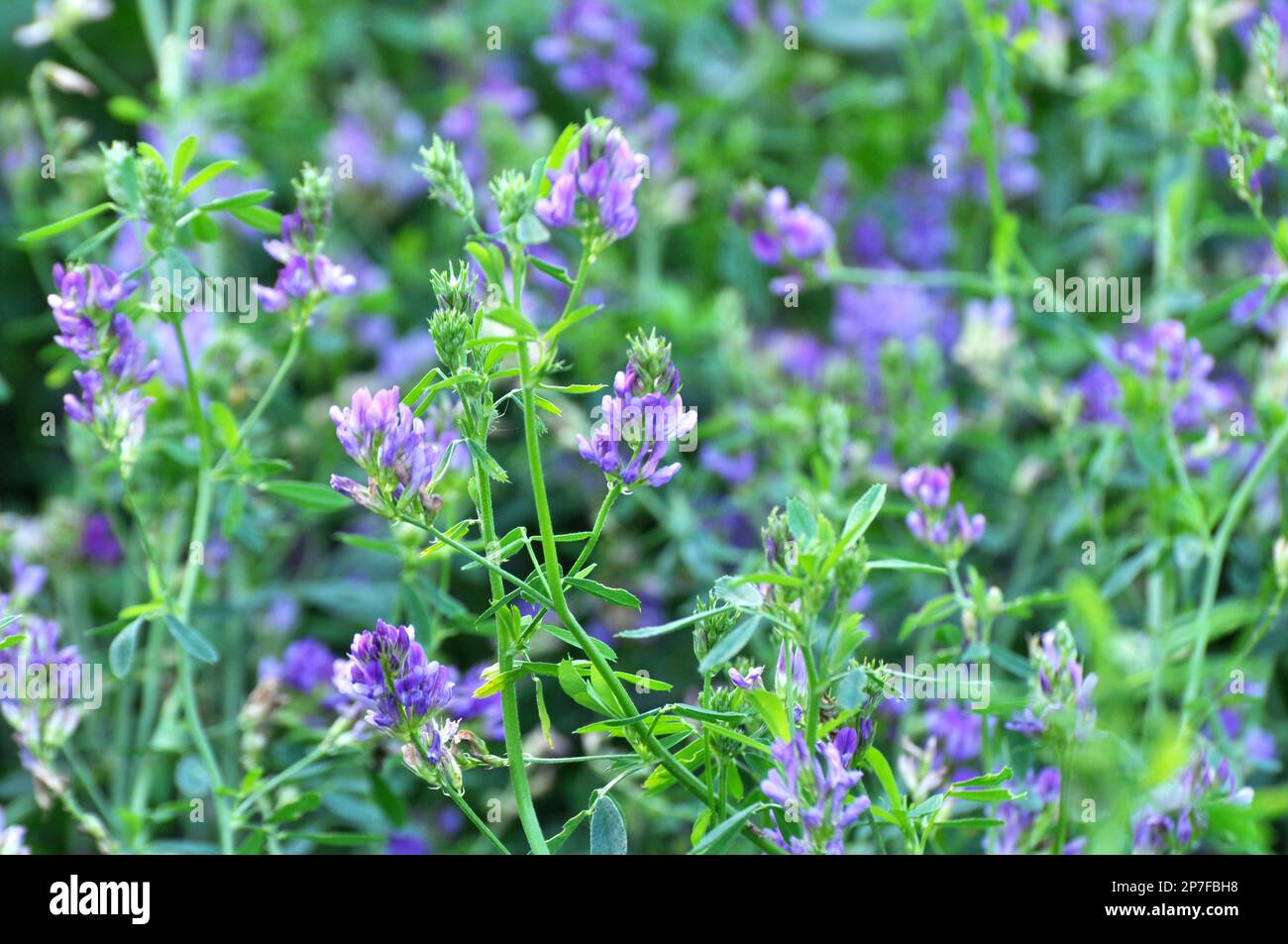 The field is blooming alfalfa, which is a valuable animal feed Stock ...
