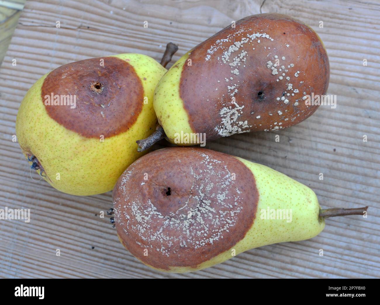 Pear fruits are infected with the fungus Monilinia fructigena Stock ...