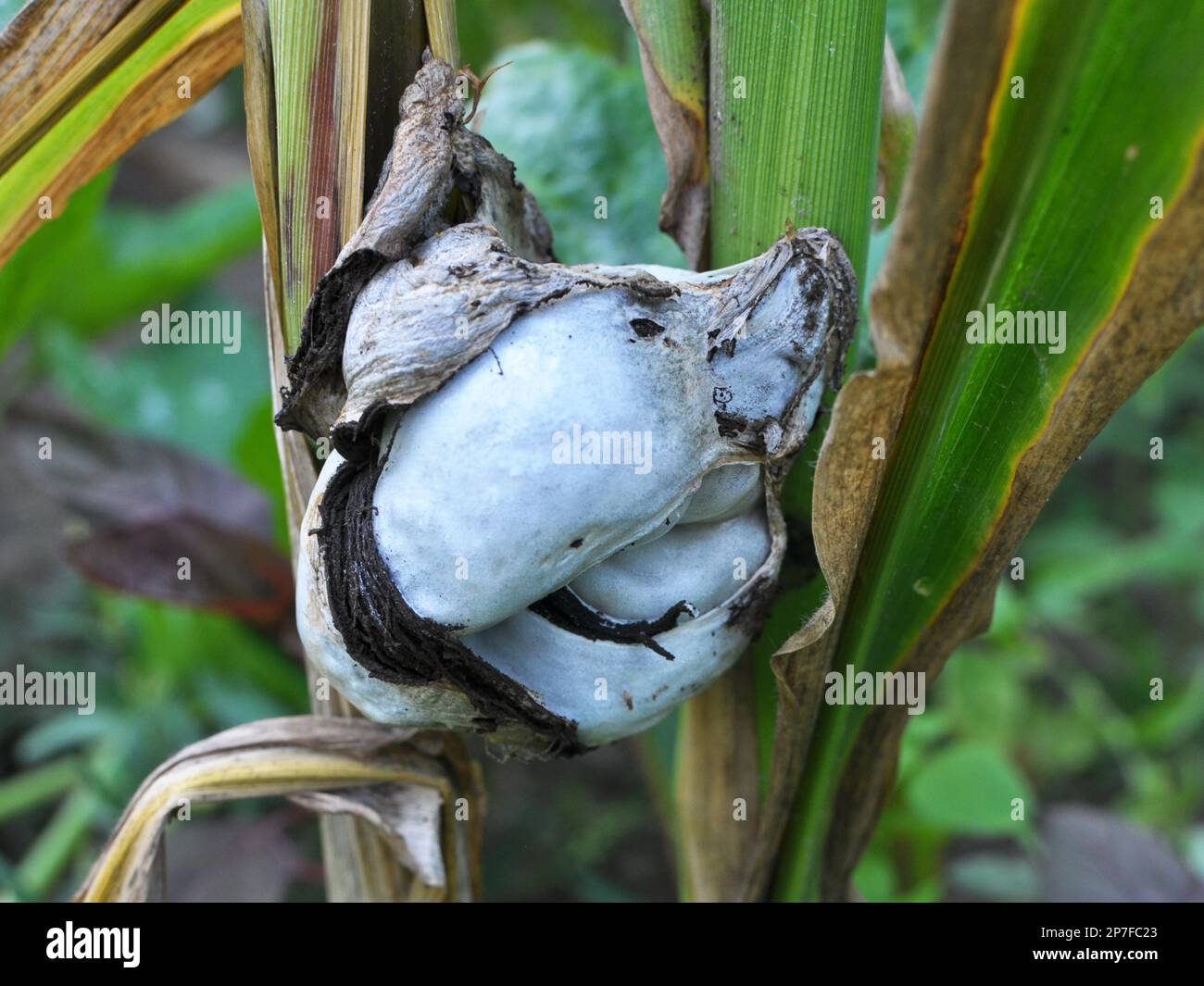 Sick corn plant affected by fungus Ustilago zeae Unger Stock Photo - Alamy
