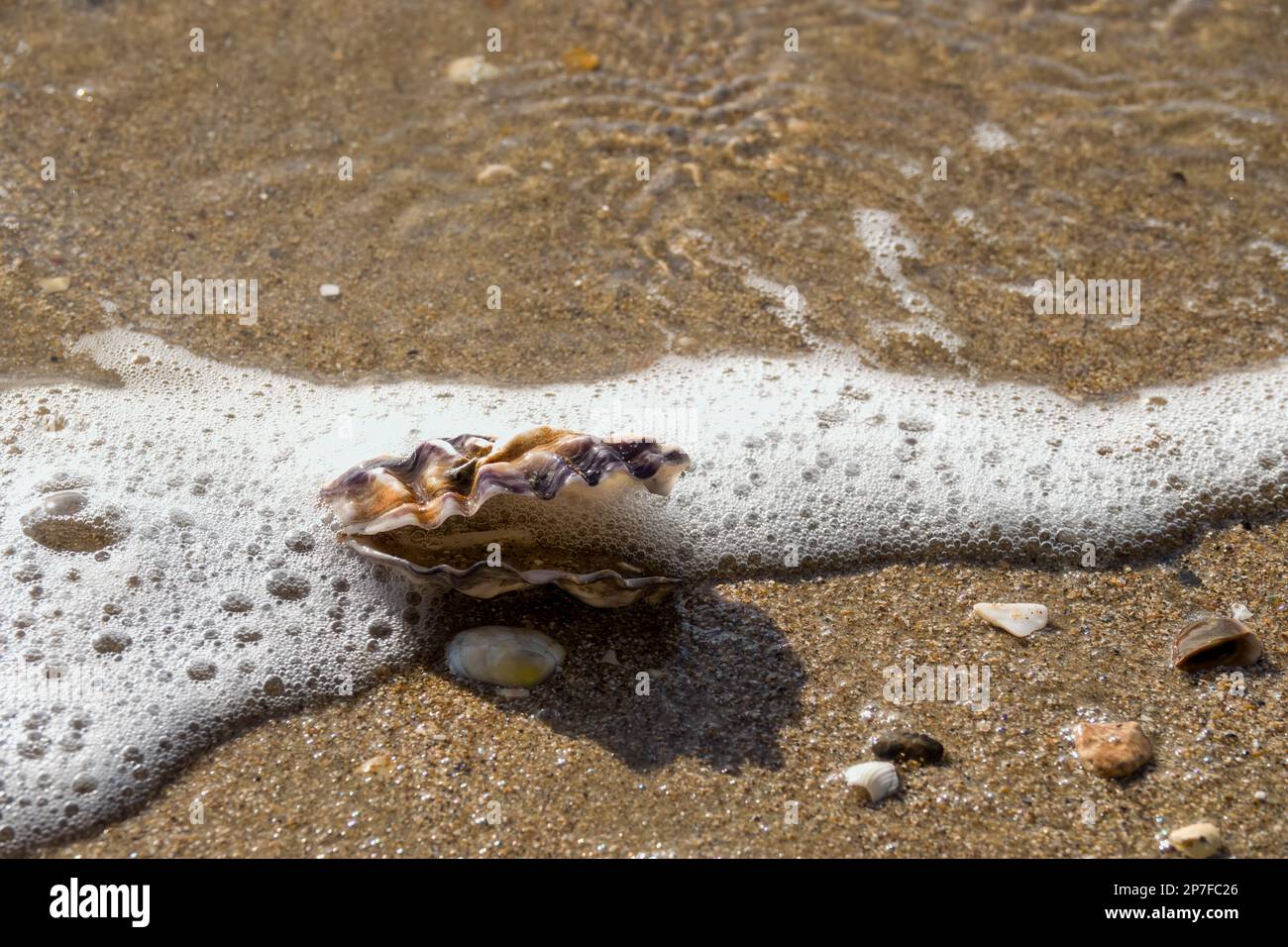 Open sea shell hi-res stock photography and images - Alamy