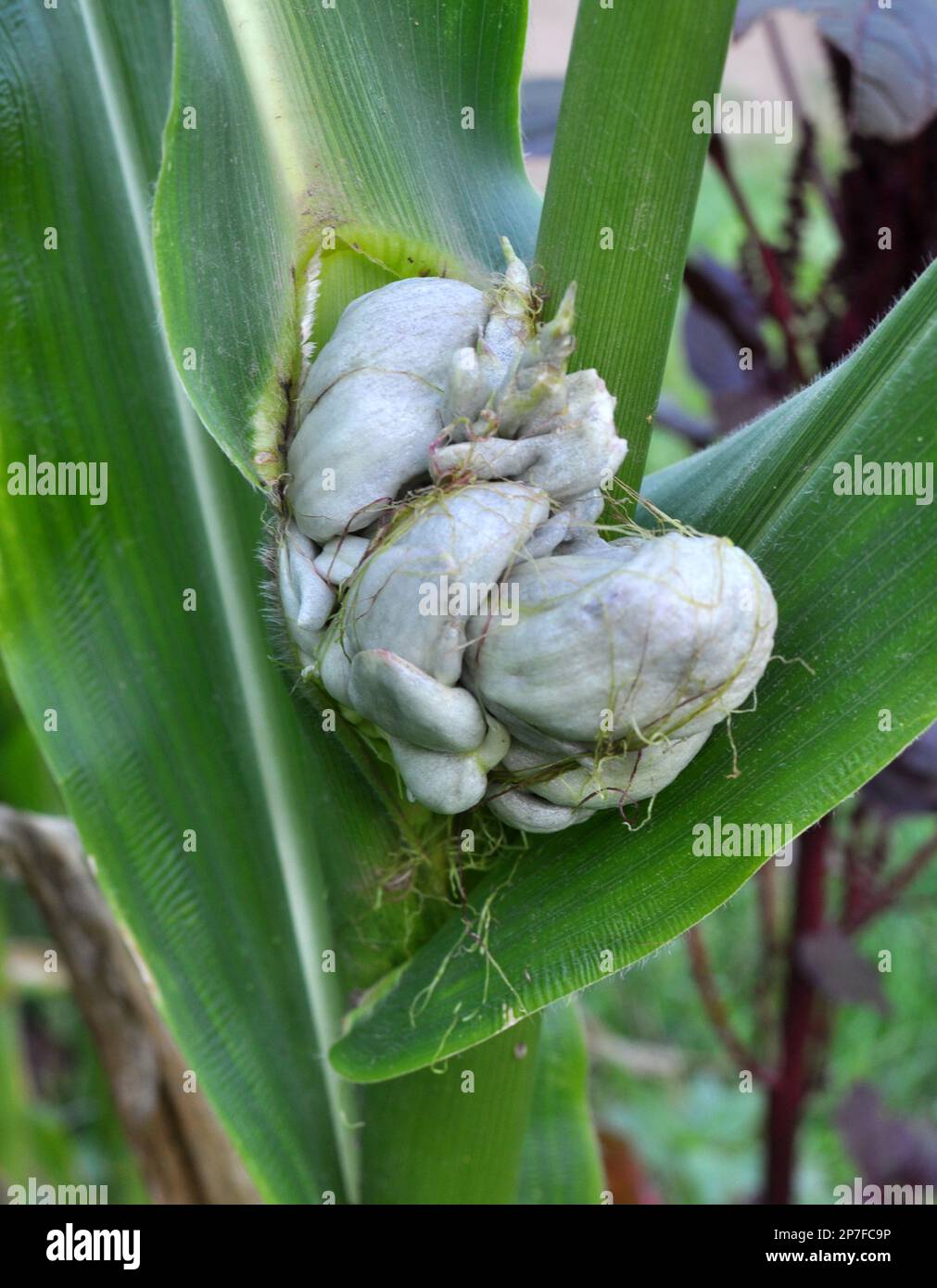 Sick corn plant affected by fungus Ustilago zeae Unger Stock Photo - Alamy
