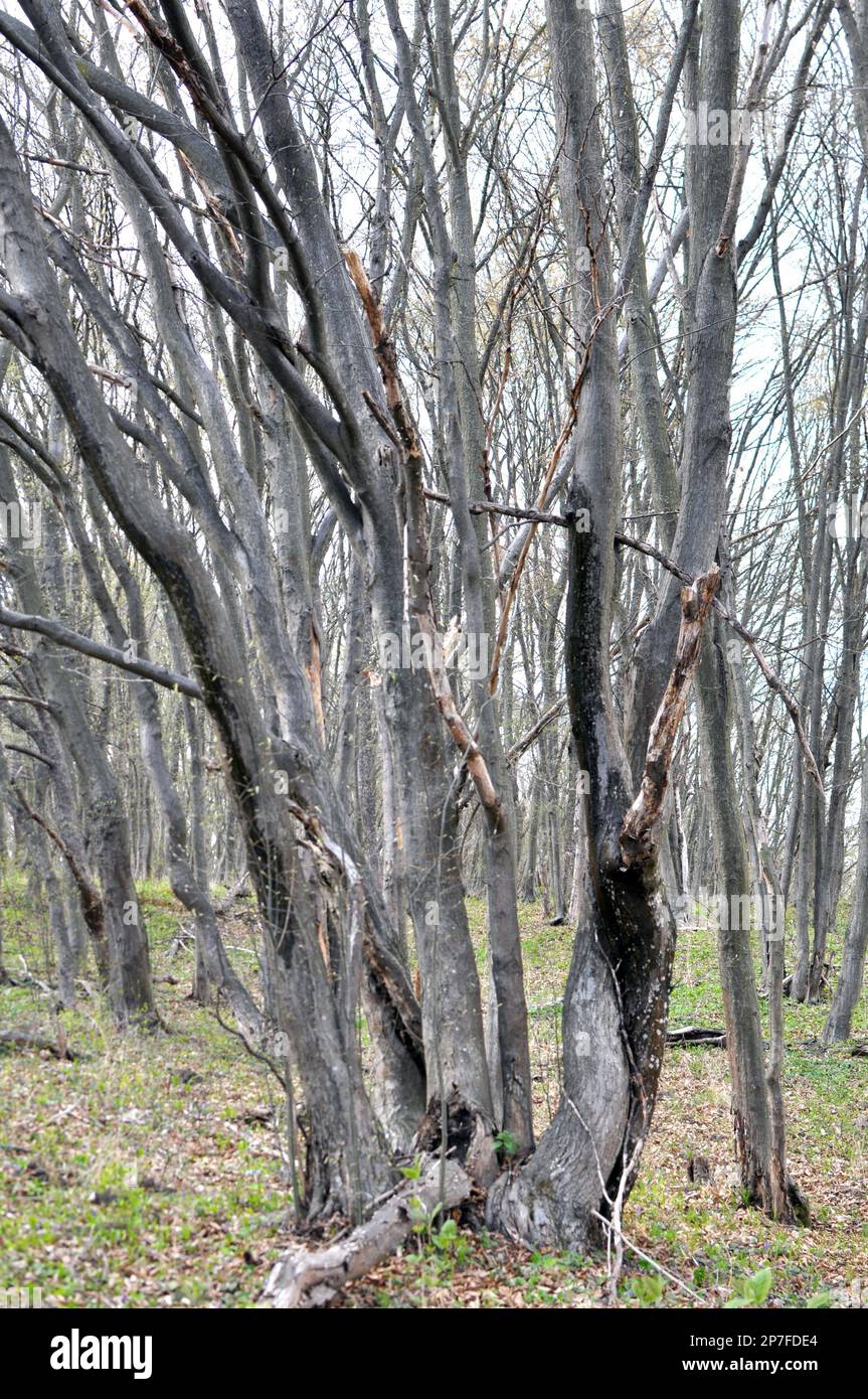 Hornbeam trees solid wood grow in the forest Stock Photo - Alamy