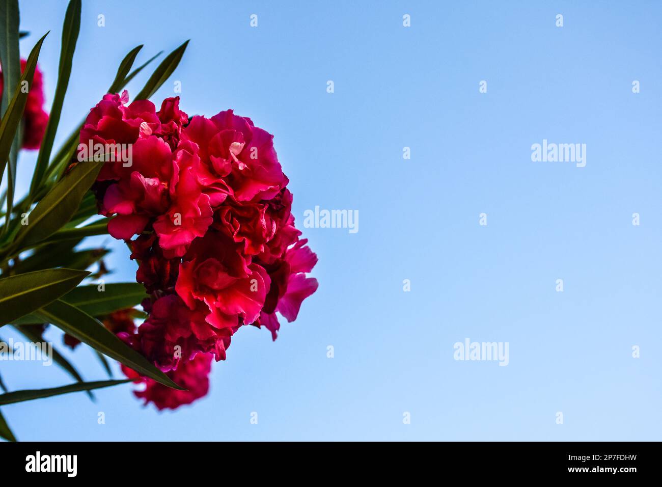 Oleander botanical illustration hi-res stock photography and images - Alamy