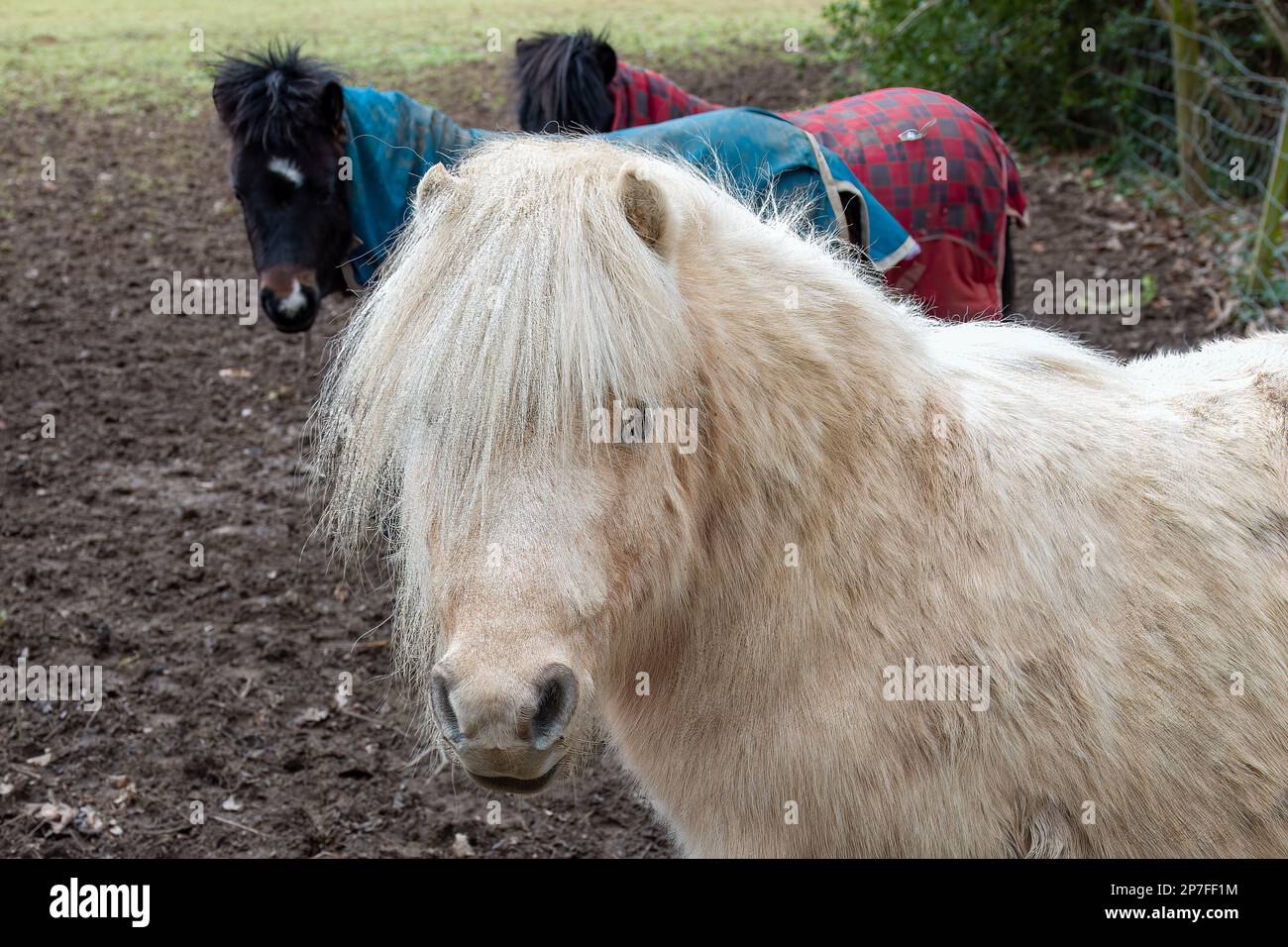 portrait of pretty small cream pony Stock Photo - Alamy