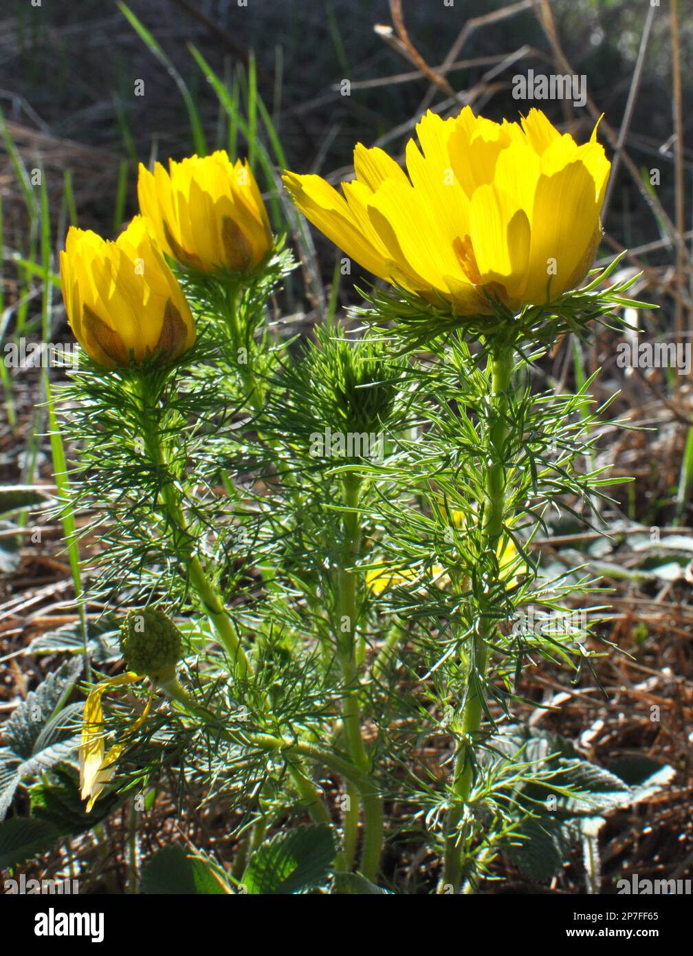 Adonis flowers hi-res stock photography and images - Alamy