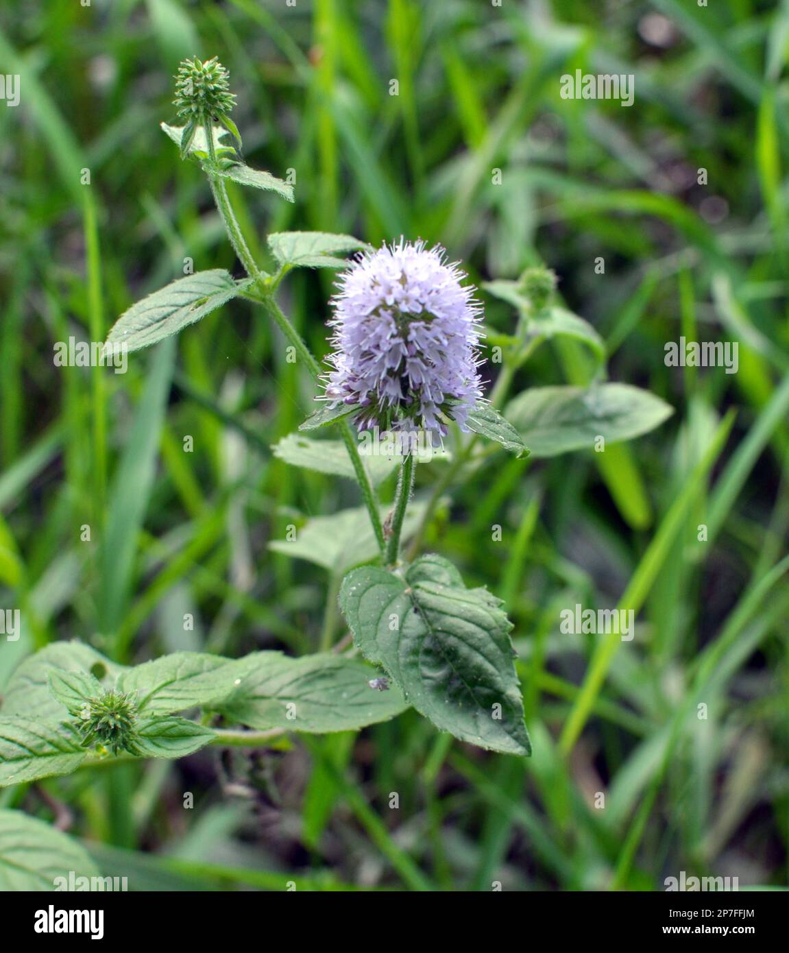 Water mint (Mentha aquatica) grows in the wild near a reservoir Stock ...