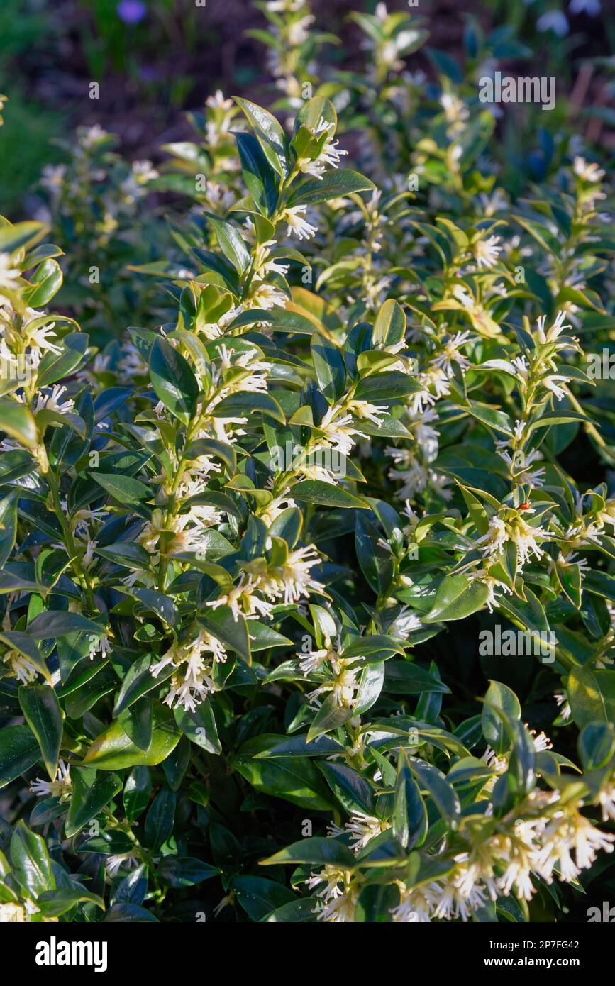 Close up of the evergreen flowering shrub of Sarcococca ruscifolia ...
